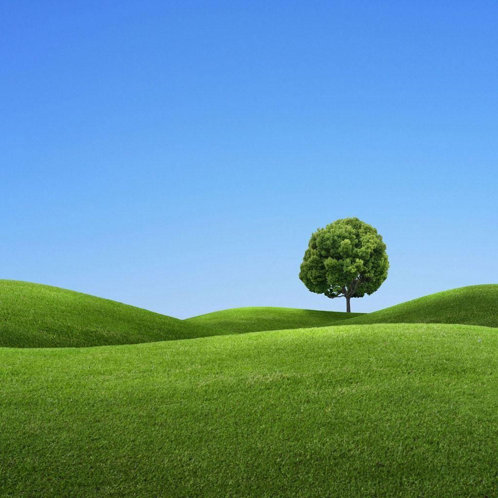 Single Tree Wallpapers - Top Free Single Tree Backgrounds - WallpaperAccess