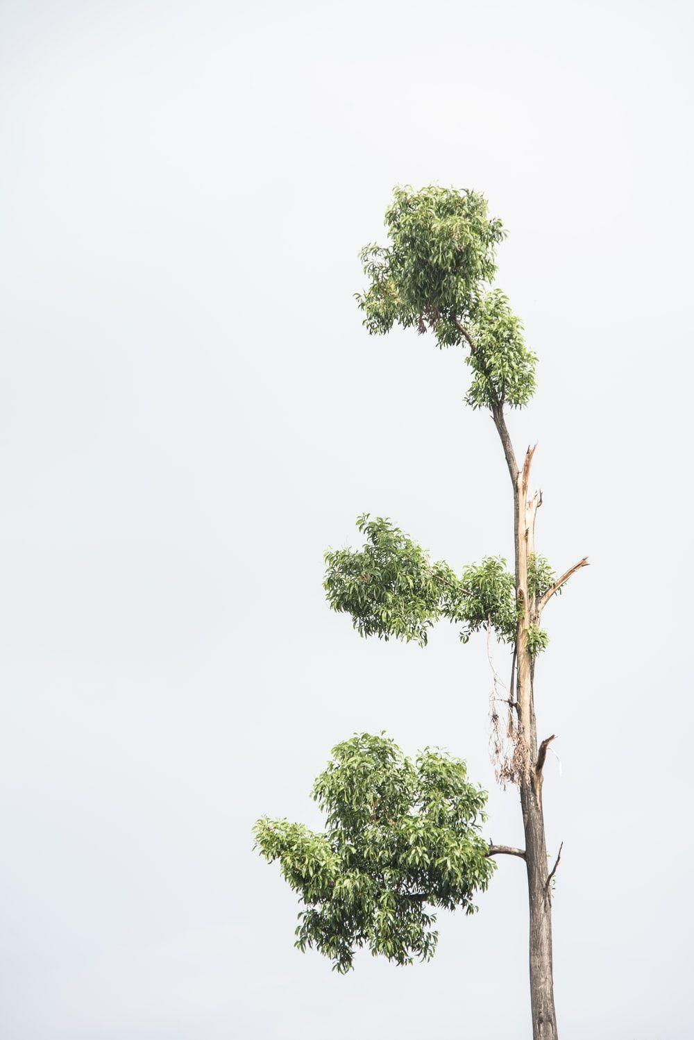 Single Tree Wallpapers - Top Free Single Tree Backgrounds - WallpaperAccess