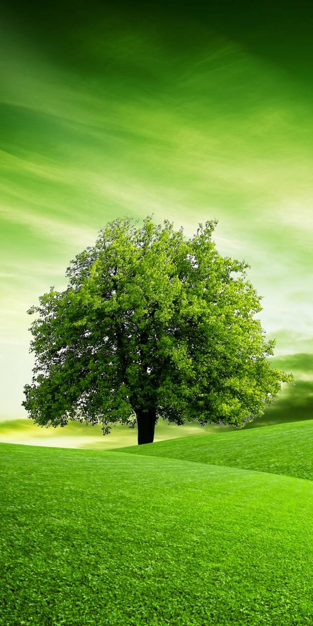 Single Tree Wallpapers - Top Free Single Tree Backgrounds - WallpaperAccess