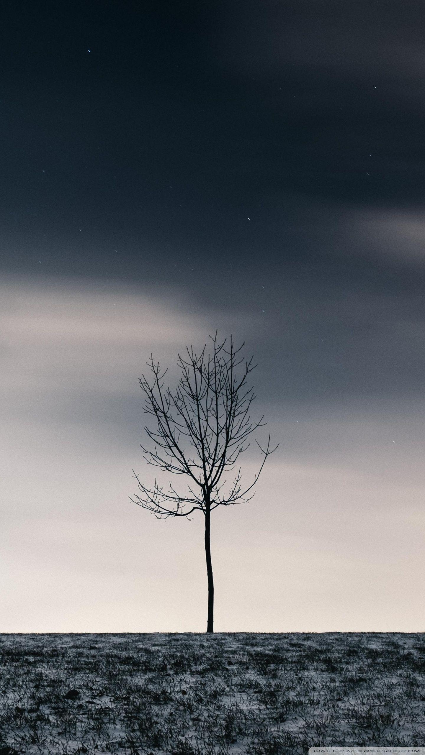 Single Tree Wallpapers - Top Free Single Tree Backgrounds - WallpaperAccess