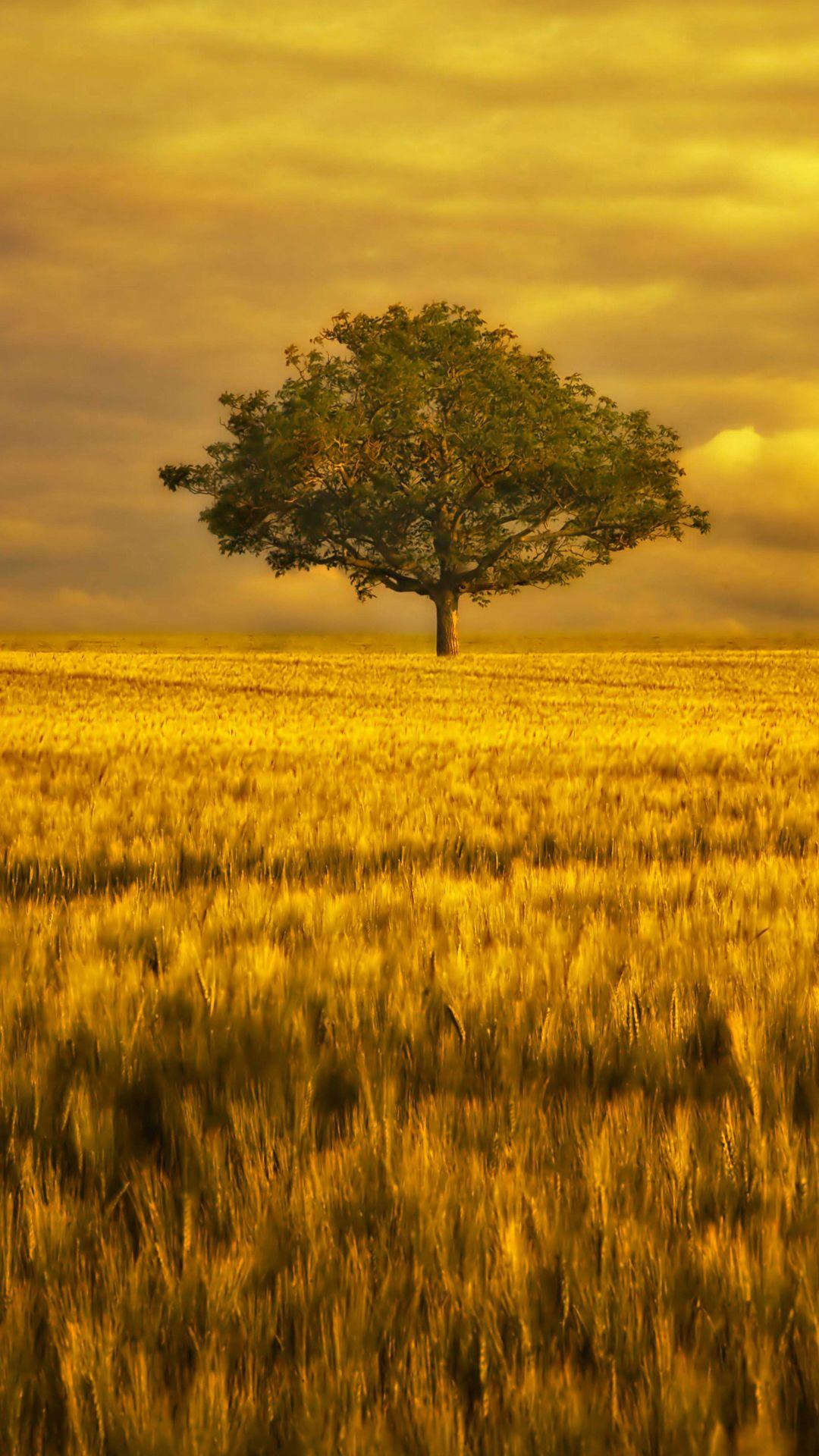 Single Tree Wallpapers - Top Free Single Tree Backgrounds - WallpaperAccess
