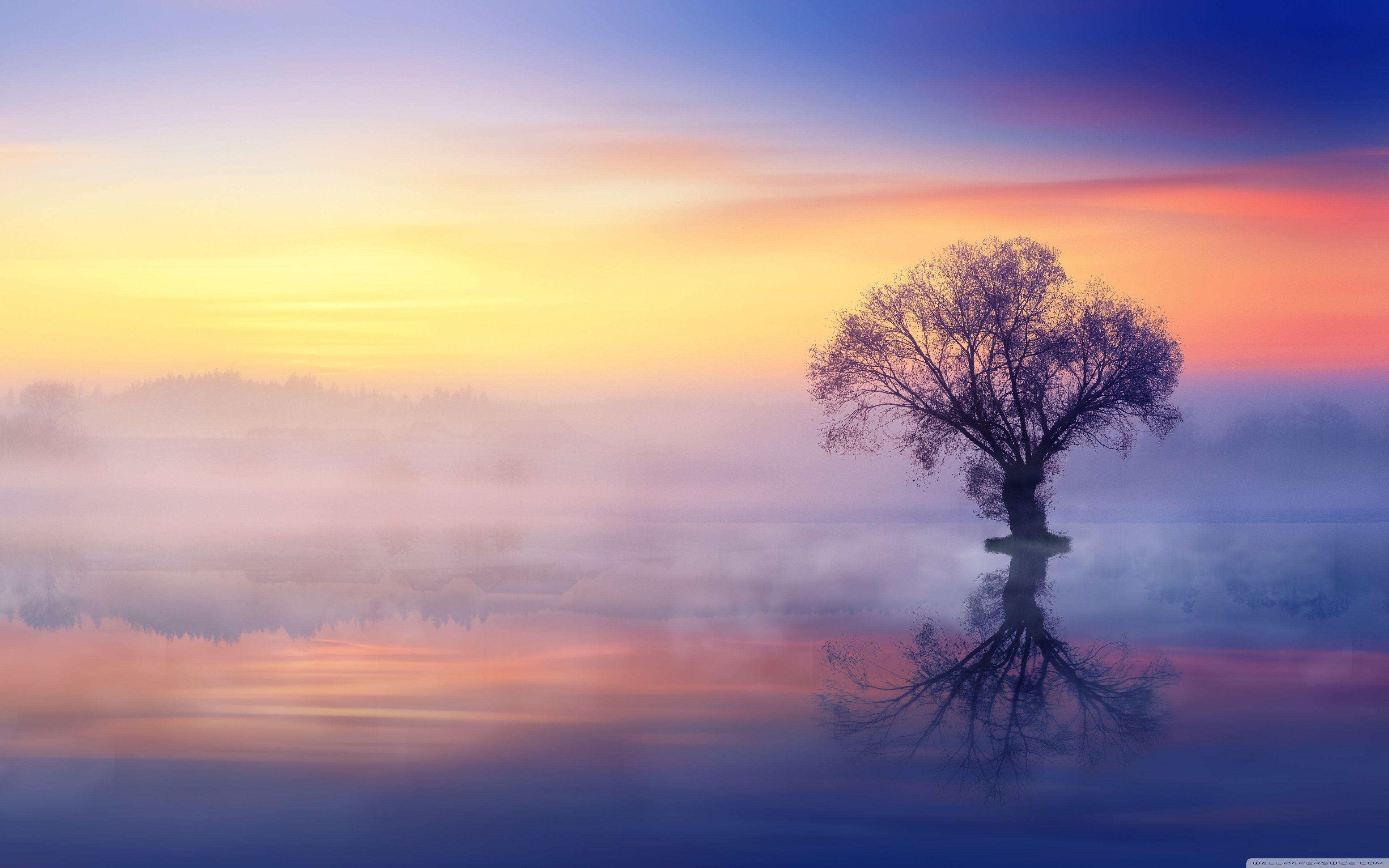 Single Tree Wallpapers - Top Free Single Tree Backgrounds - WallpaperAccess