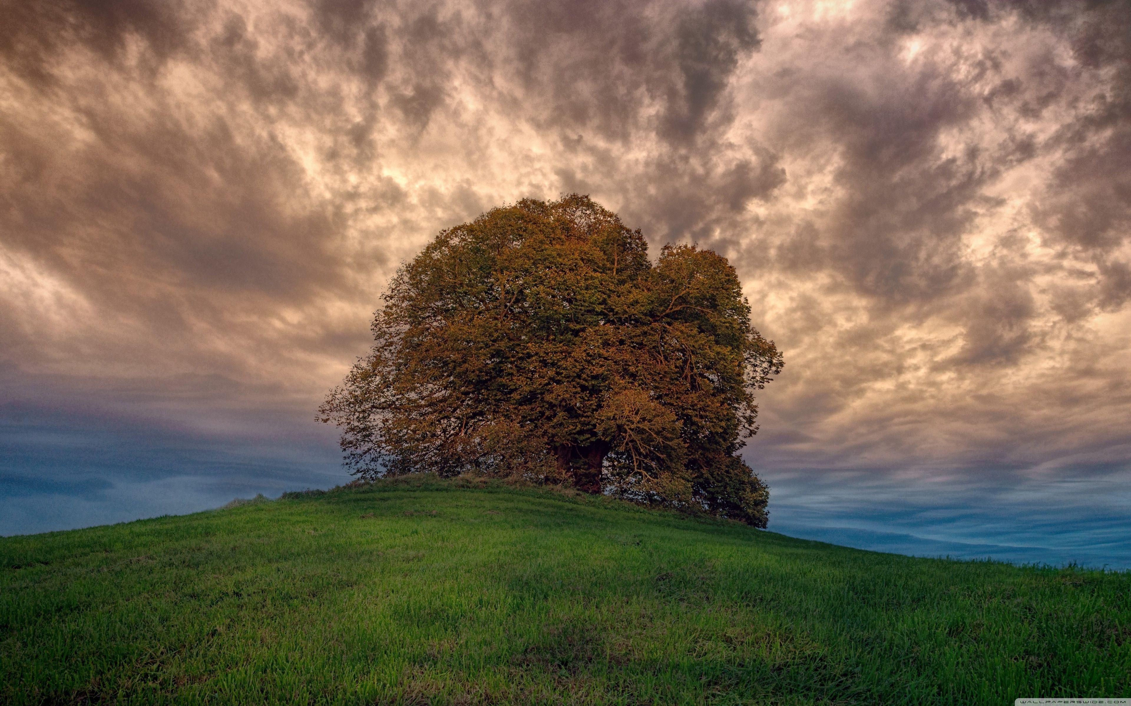 Single Tree Wallpapers - Top Free Single Tree Backgrounds - WallpaperAccess