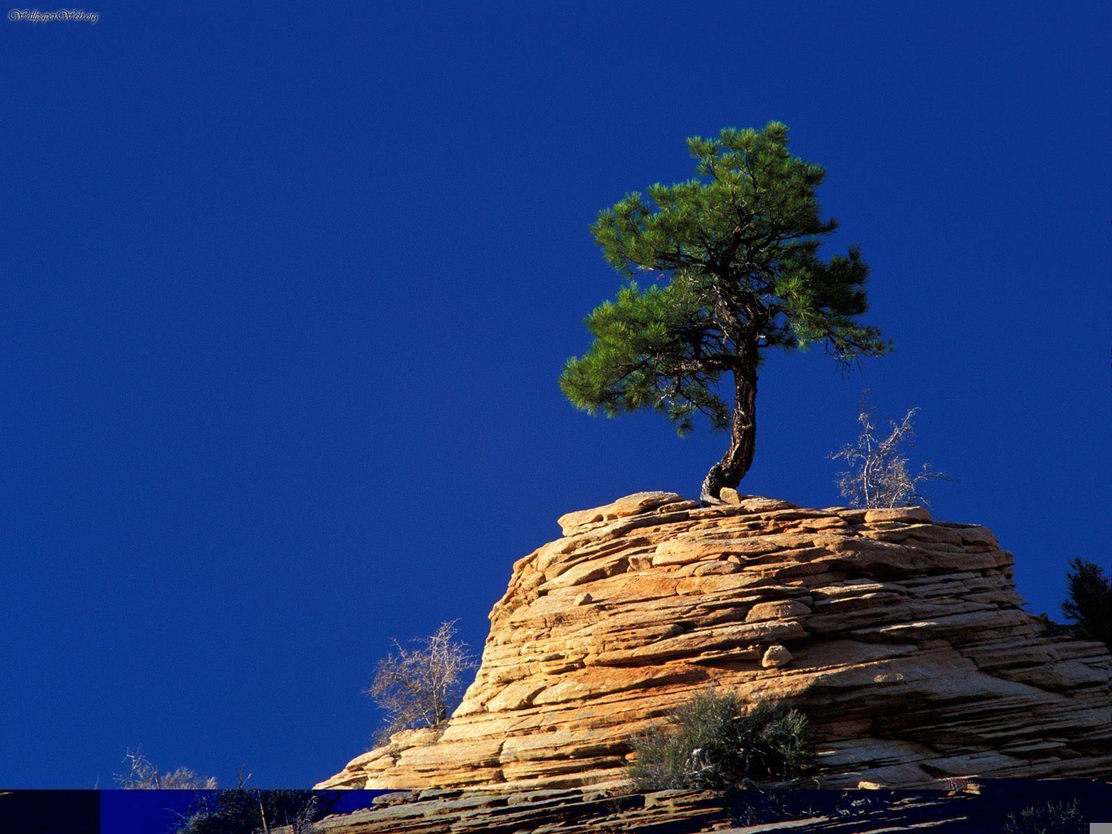 Single Tree Wallpapers - Top Free Single Tree Backgrounds - WallpaperAccess