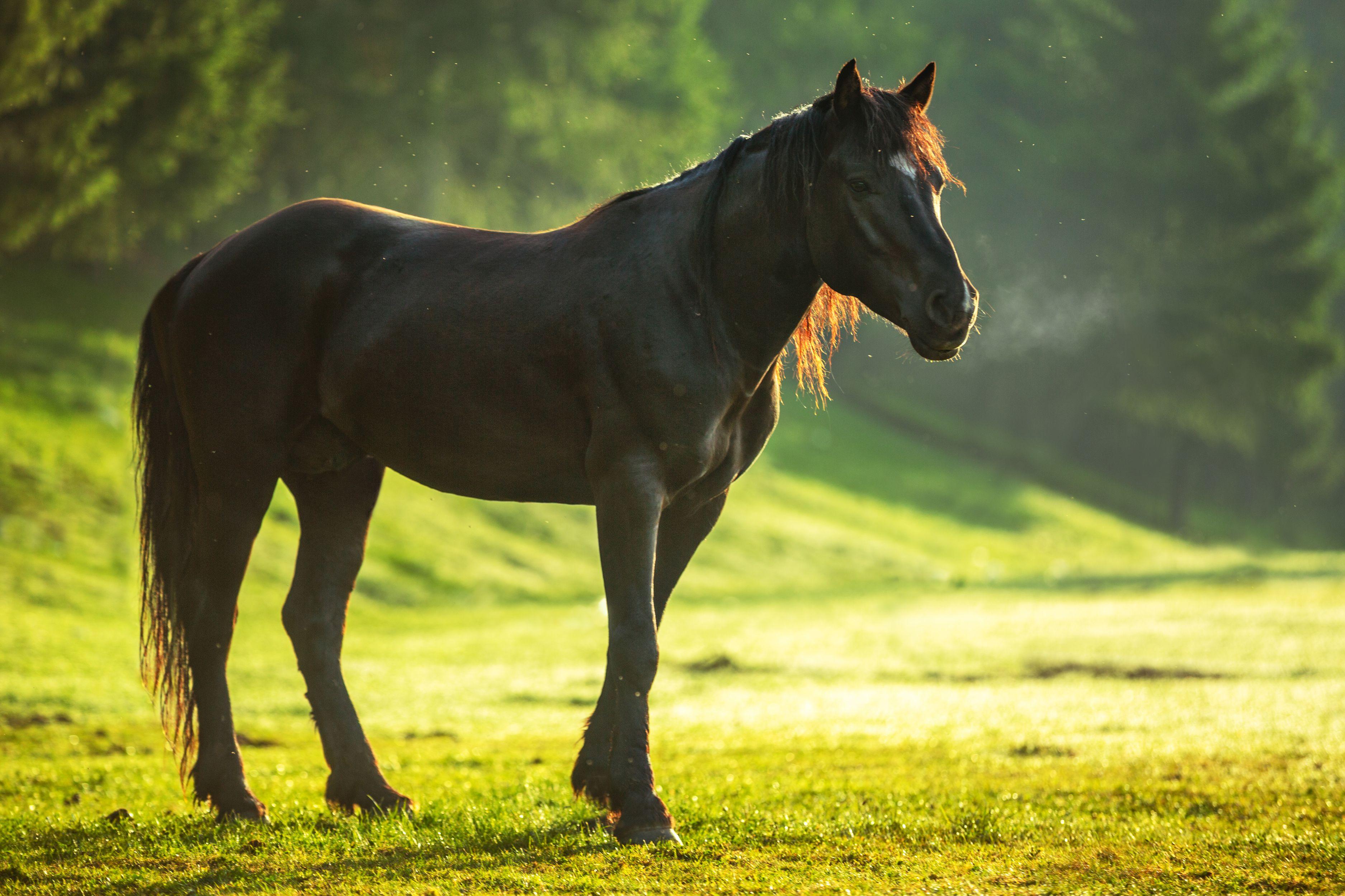 4K Horse Wallpapers - Top Free 4K Horse Backgrounds - WallpaperAccess