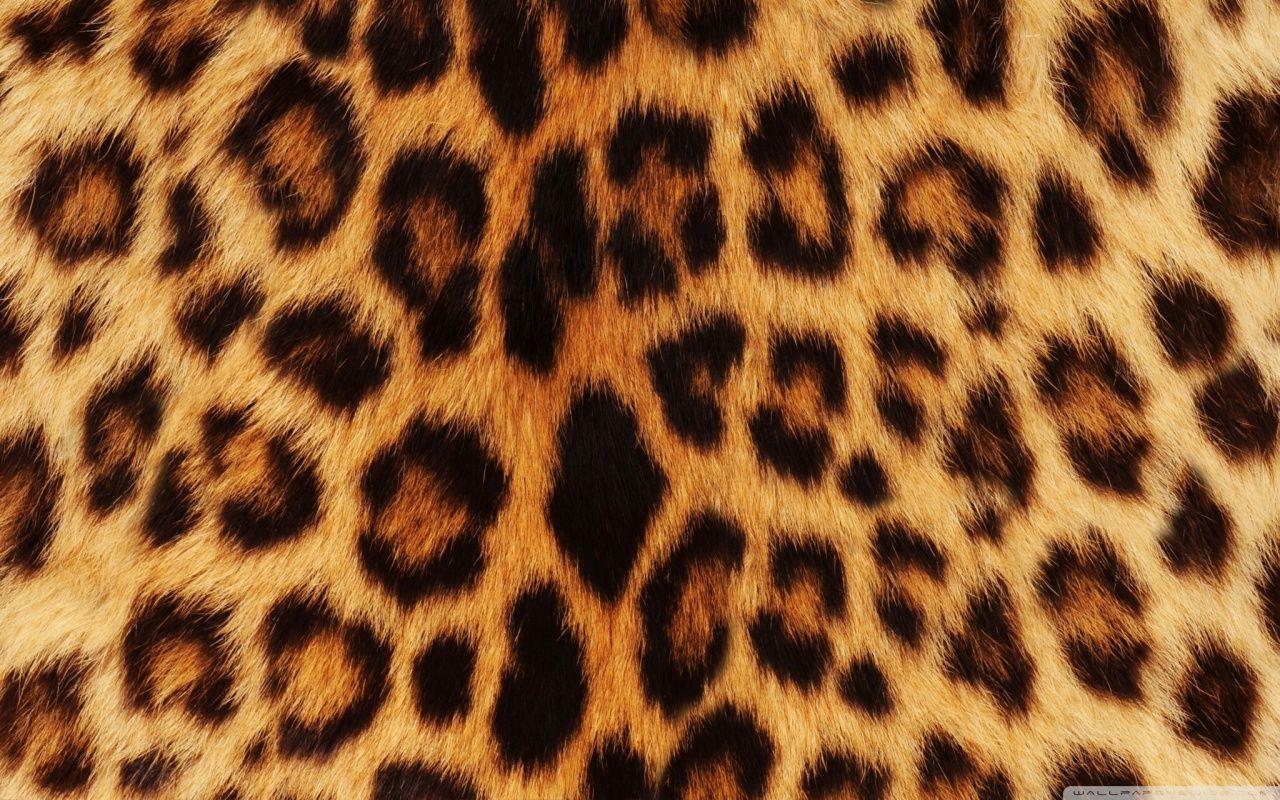 Leopard Skin Wallpapers - Top Free Leopard Skin Backgrounds ...