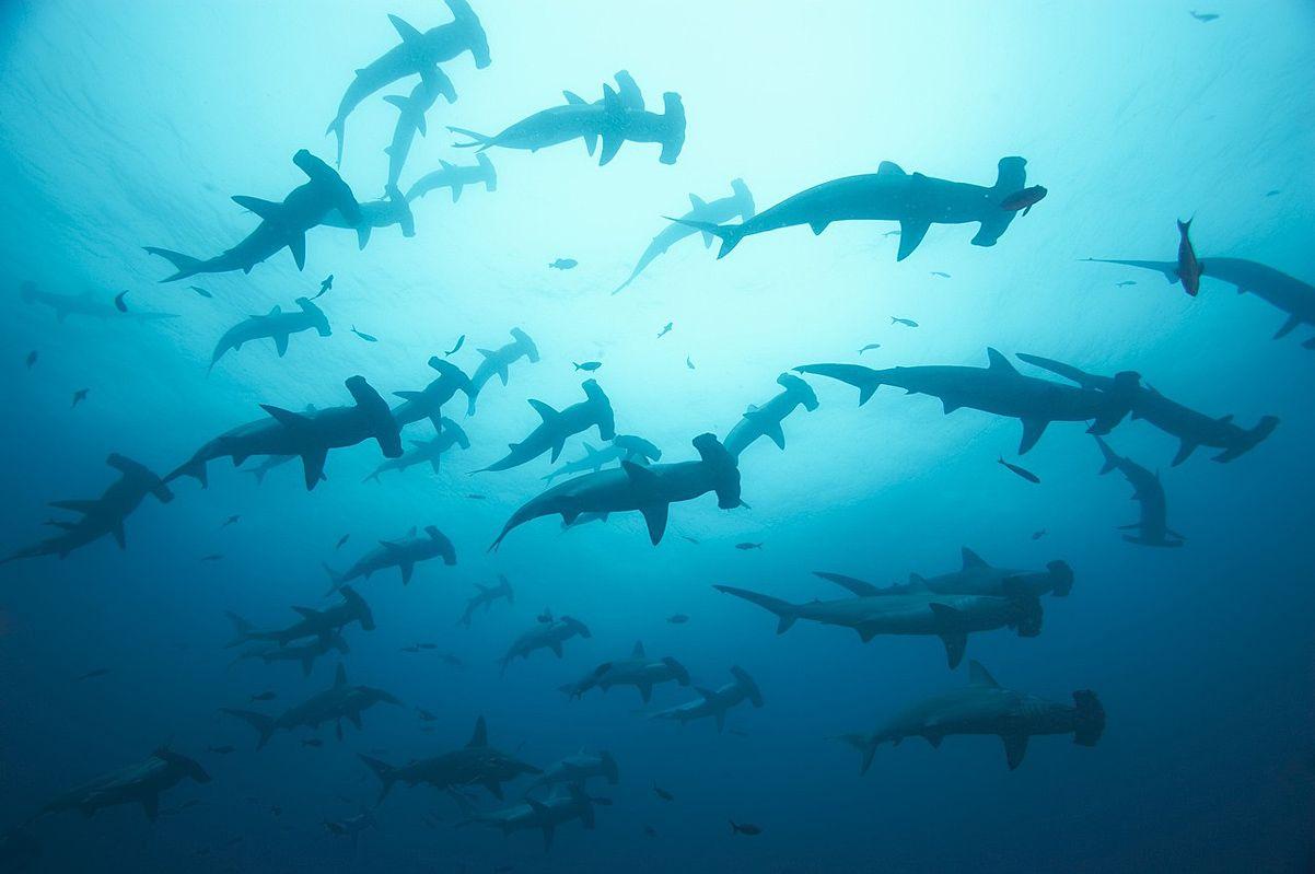 Great Hammerhead Shark Wallpapers - Top Free Great Hammerhead Shark ...