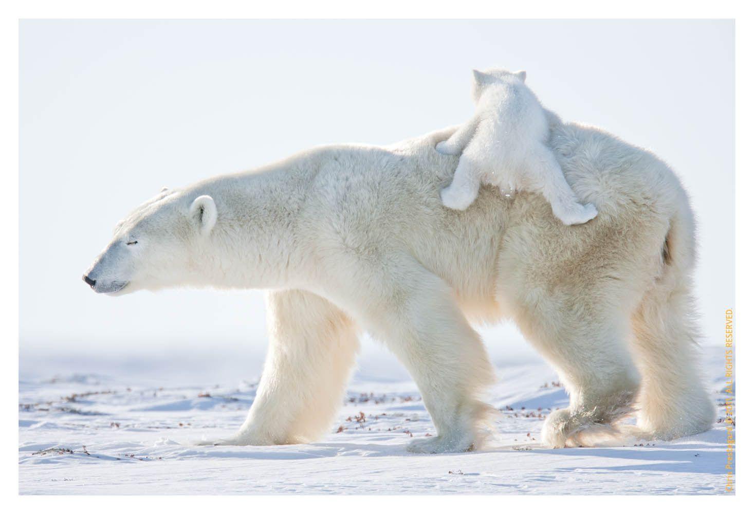 Cute Polar Bear Wallpapers - Top Free Cute Polar Bear Backgrounds ...