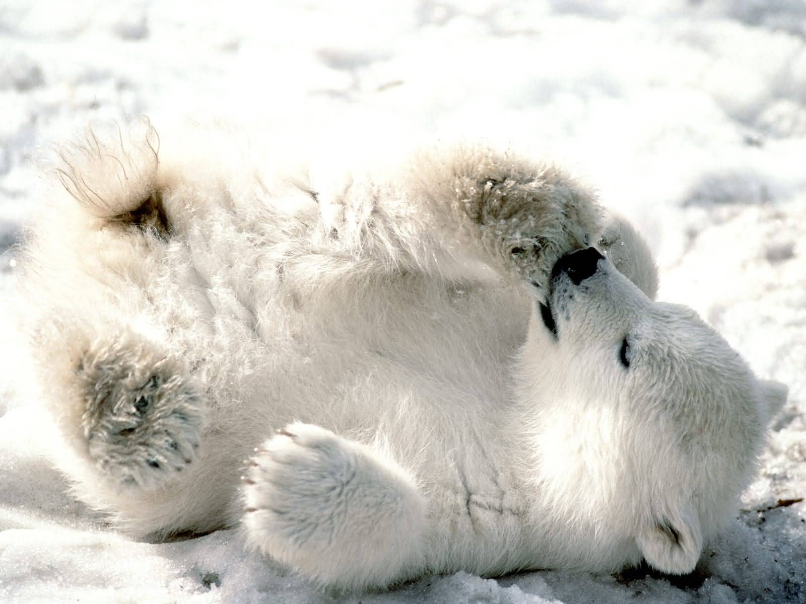 Cute Polar Bear Wallpapers - Top Free Cute Polar Bear Backgrounds ...