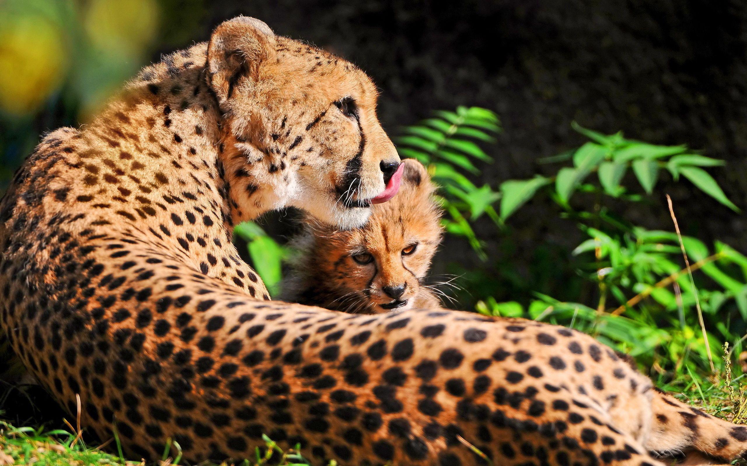 Cheetah Family Wallpapers - Top Free Cheetah Family Backgrounds ...
