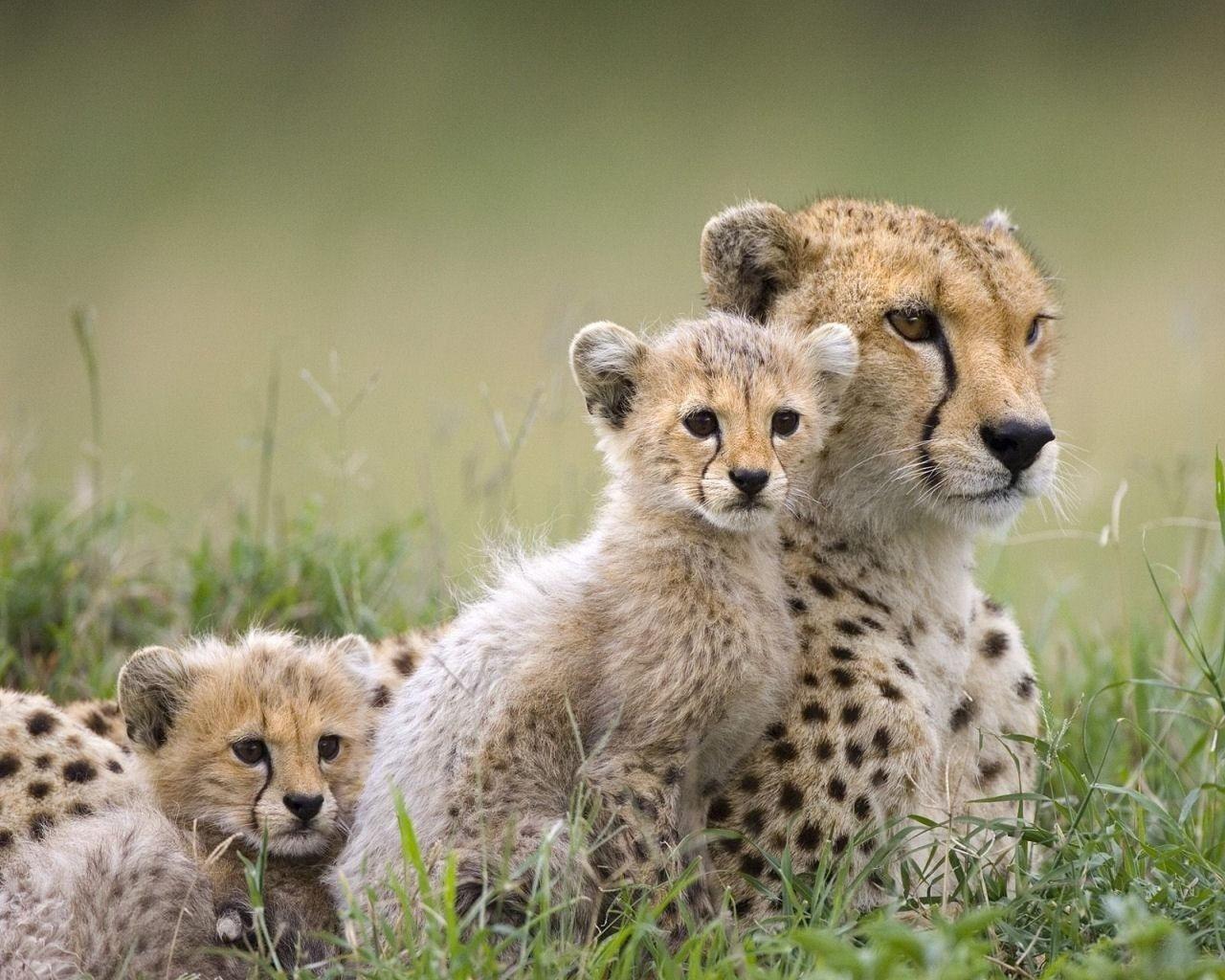 Cheetah Family Wallpapers - Top Free Cheetah Family Backgrounds ...