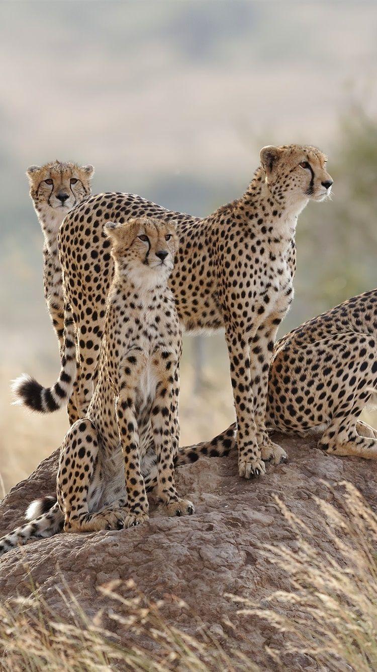 Cheetah Family Wallpapers - Top Free Cheetah Family Backgrounds ...