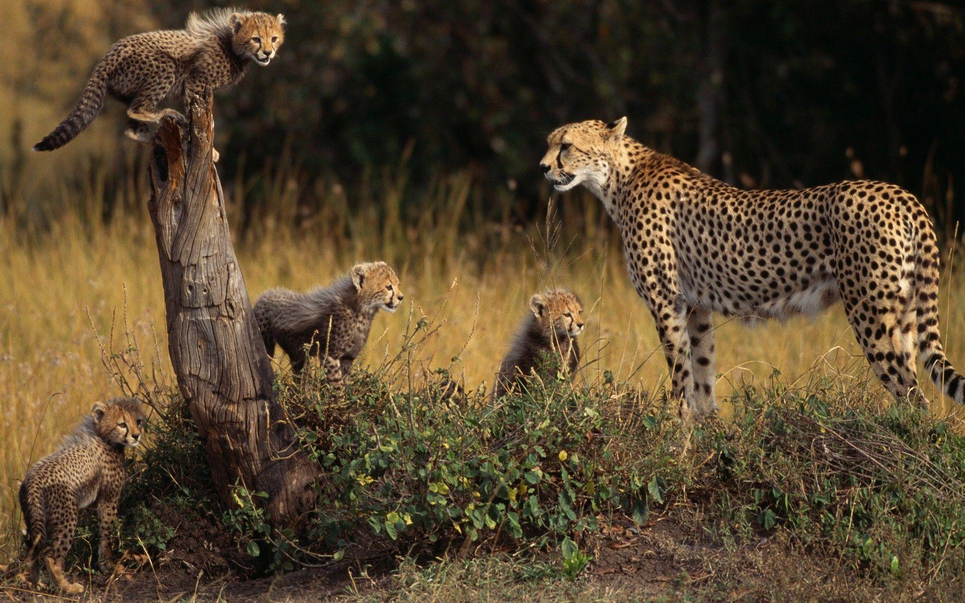 Cheetah Family Wallpapers - Top Free Cheetah Family Backgrounds ...