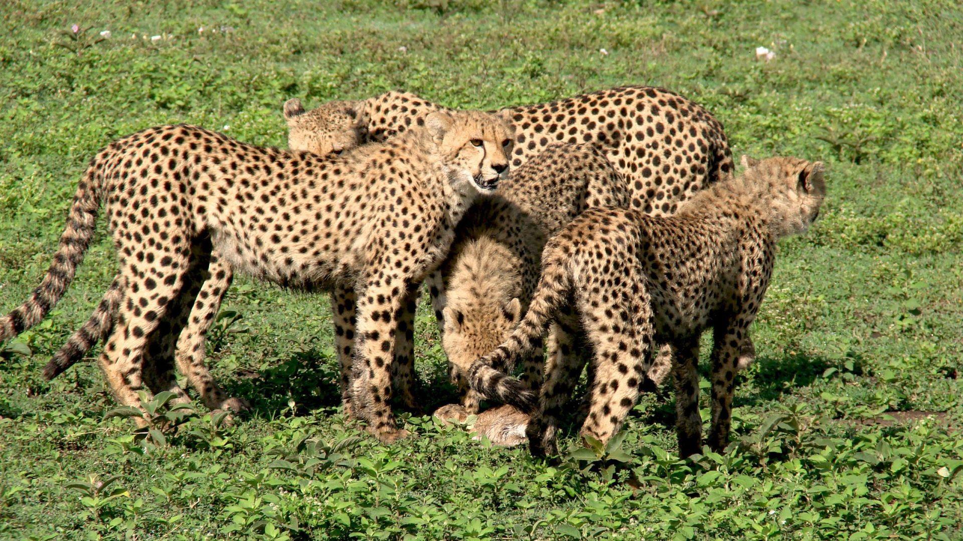 Cheetah Family Wallpapers - Top Free Cheetah Family Backgrounds ...