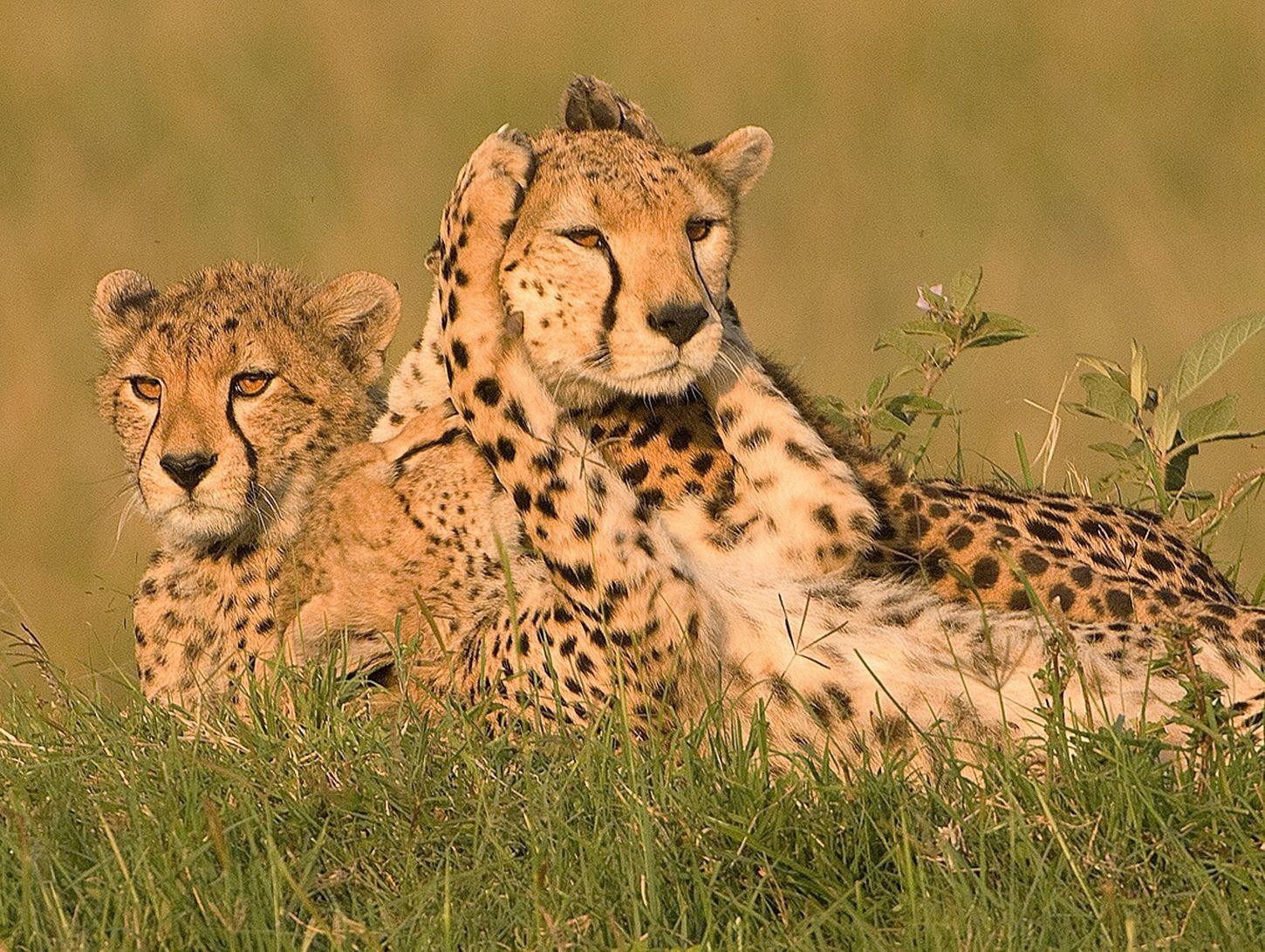 Cheetah Family Wallpapers - Top Free Cheetah Family Backgrounds ...