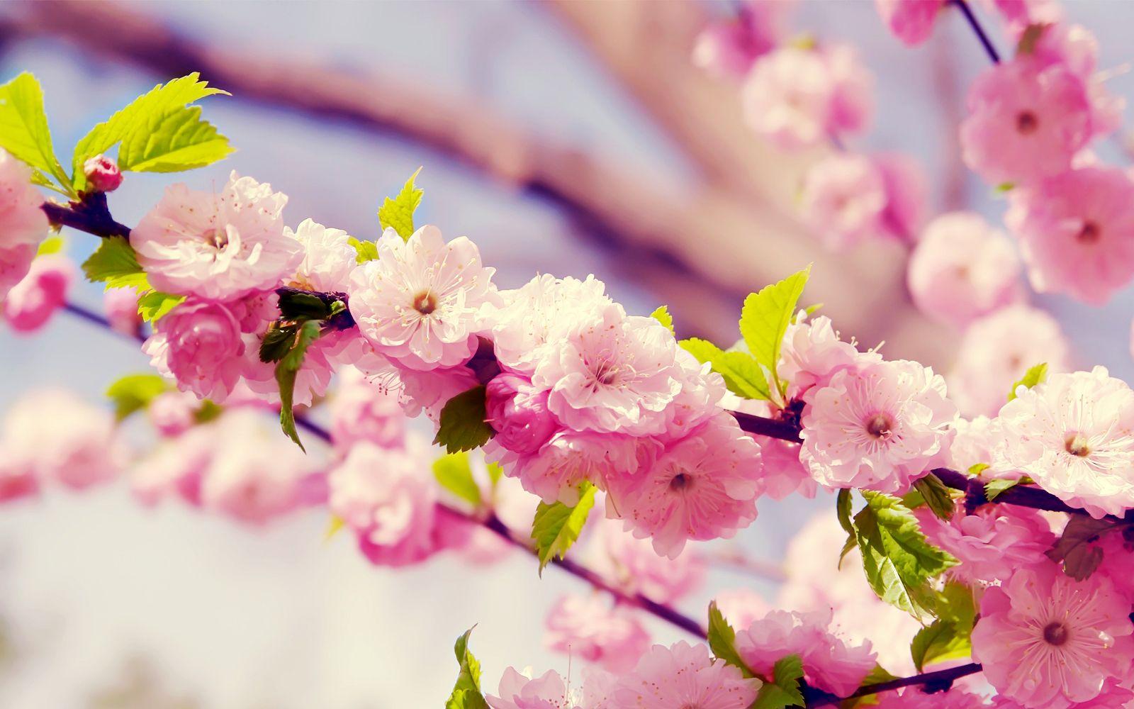 Sakura Nature Wallpapers - Top Free Sakura Nature Backgrounds ...