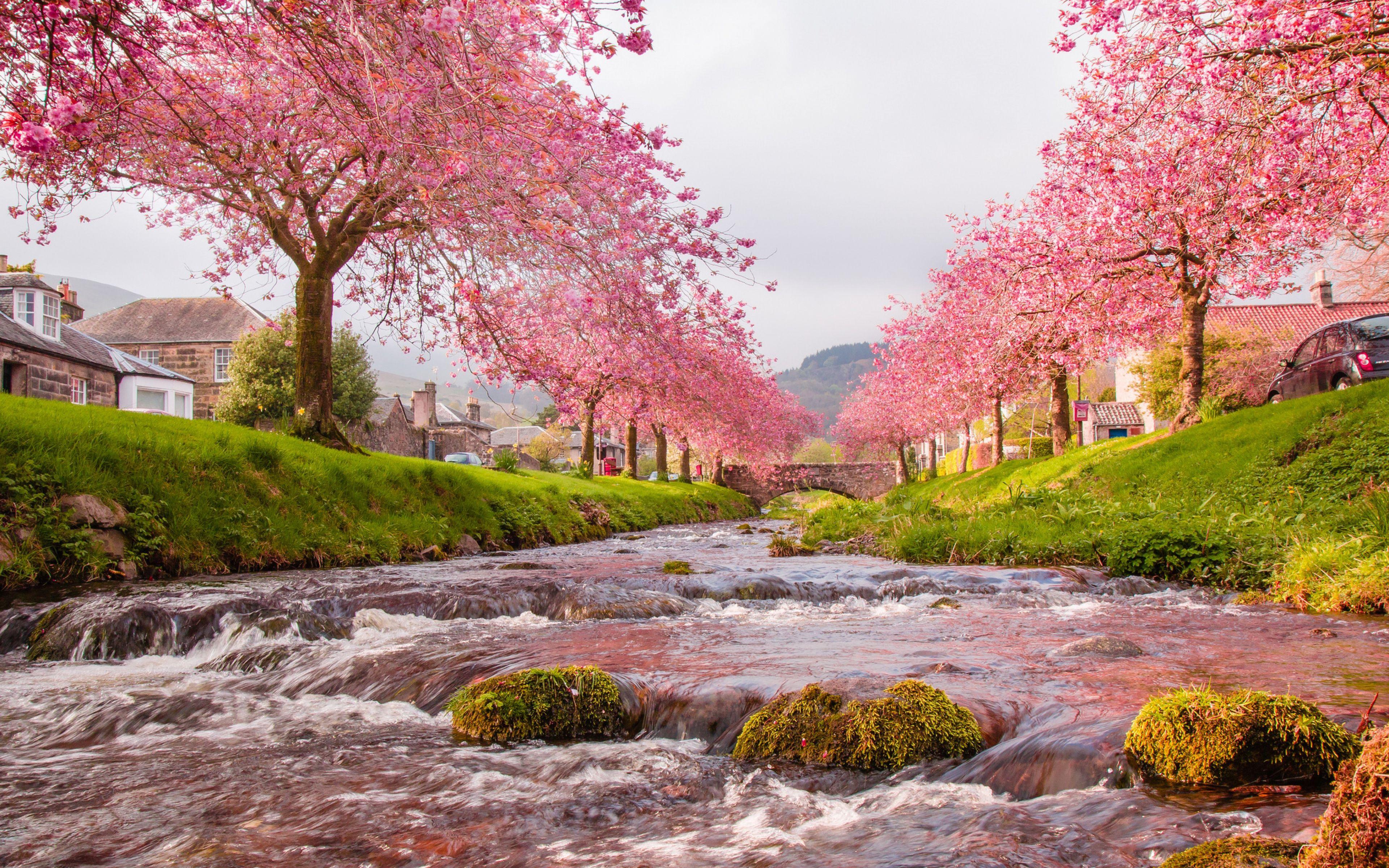Sakura Nature Wallpapers - Top Free Sakura Nature Backgrounds ...