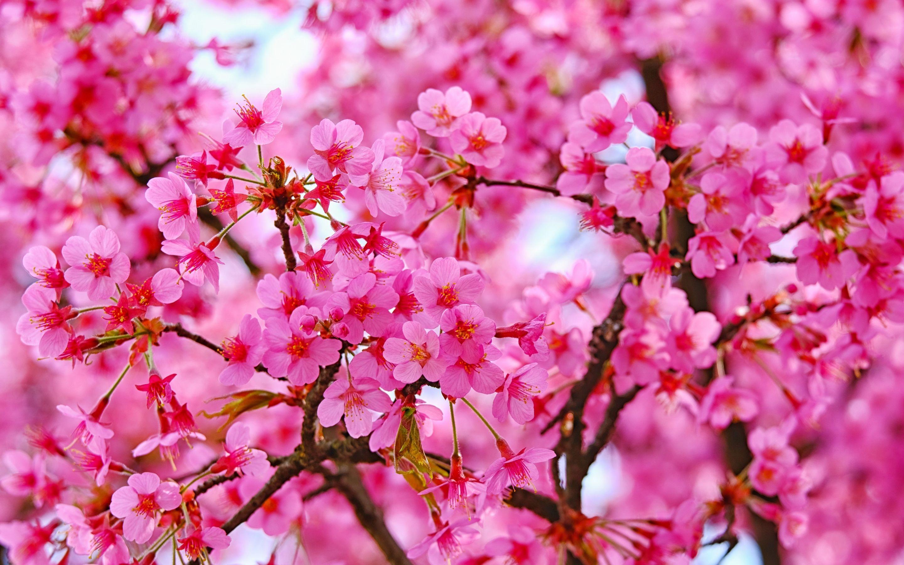 Sakura Nature Wallpapers - Top Free Sakura Nature Backgrounds ...