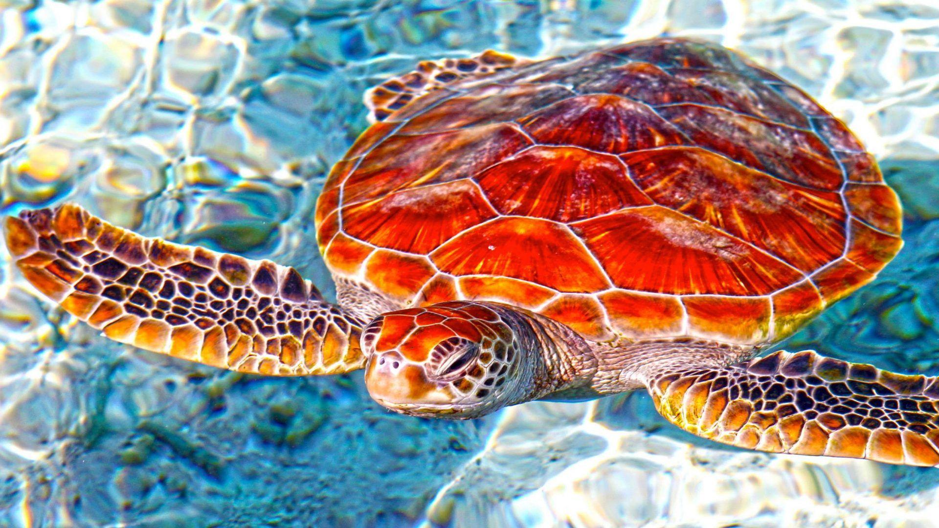 Pacific Island Wallpapers - Top Free Pacific Island Backgrounds ...