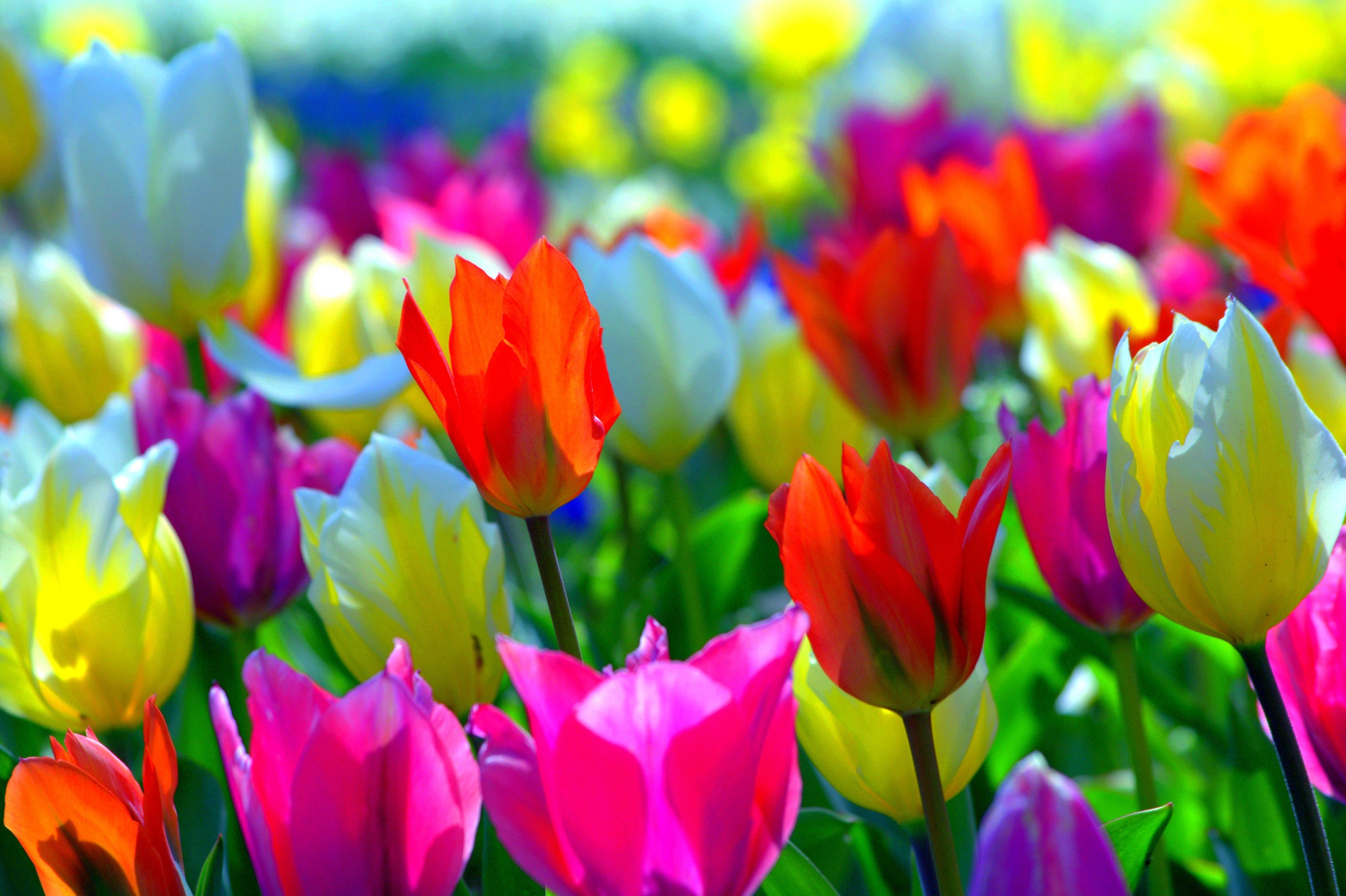Colorful Tulips Wallpapers - Top Free Colorful Tulips Backgrounds ...