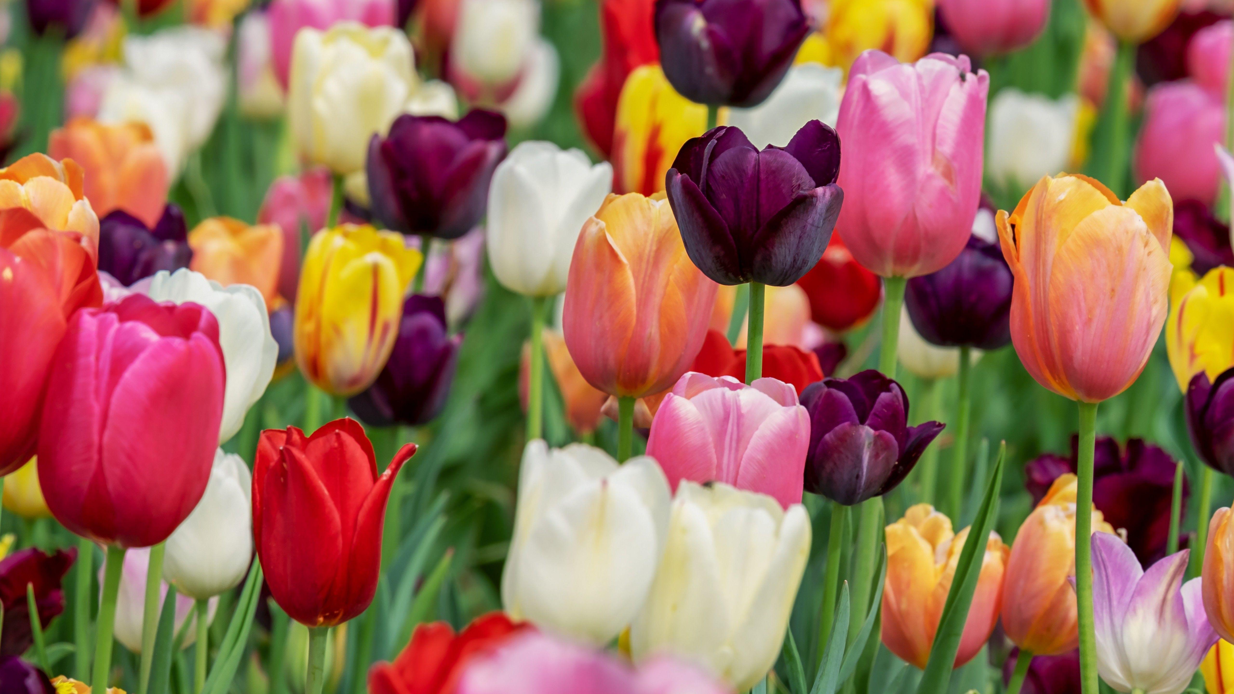 Colorful Tulips Wallpapers - Top Free Colorful Tulips Backgrounds ...