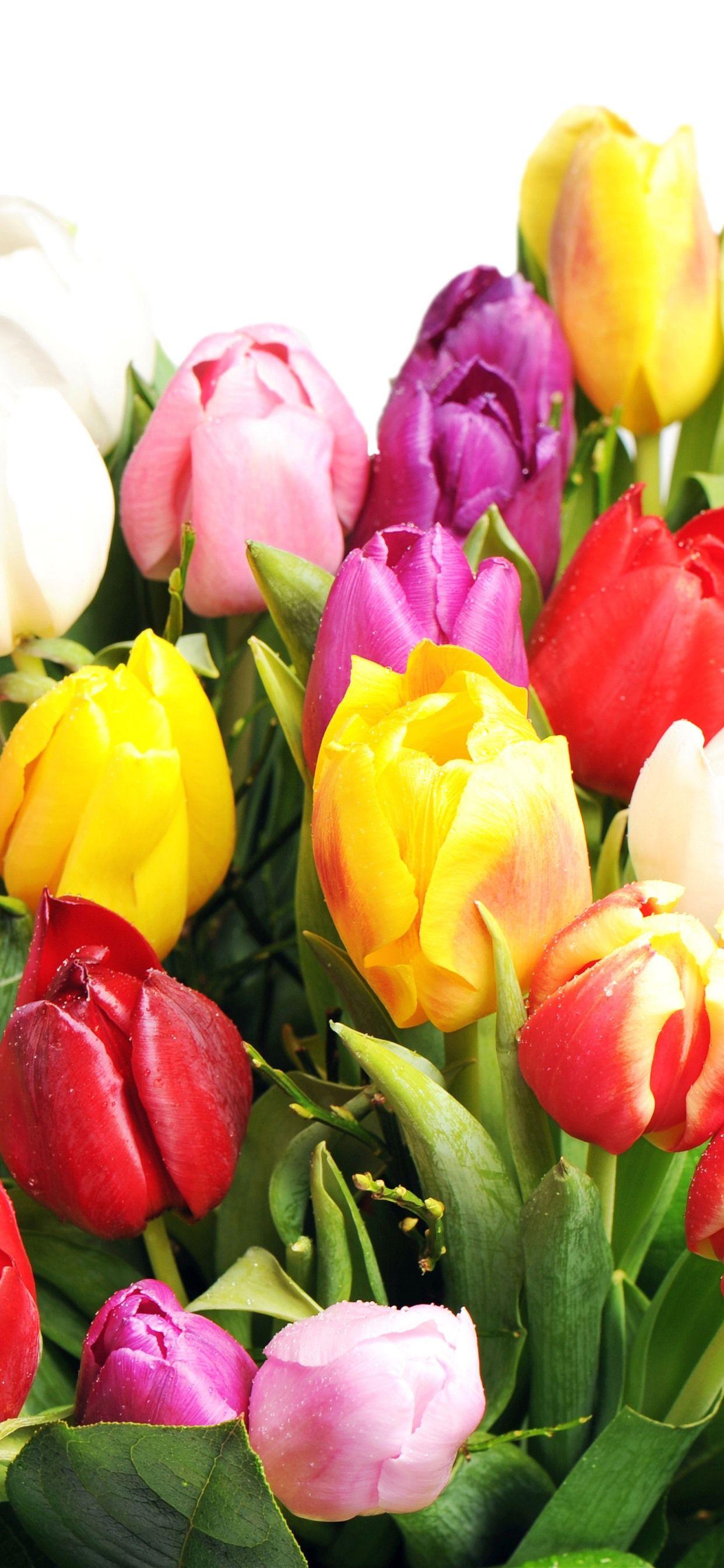 Colorful Tulips Wallpapers - Top Free Colorful Tulips Backgrounds ...