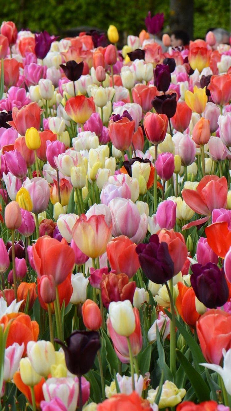 Colorful Tulips Wallpapers - Top Free Colorful Tulips Backgrounds ...