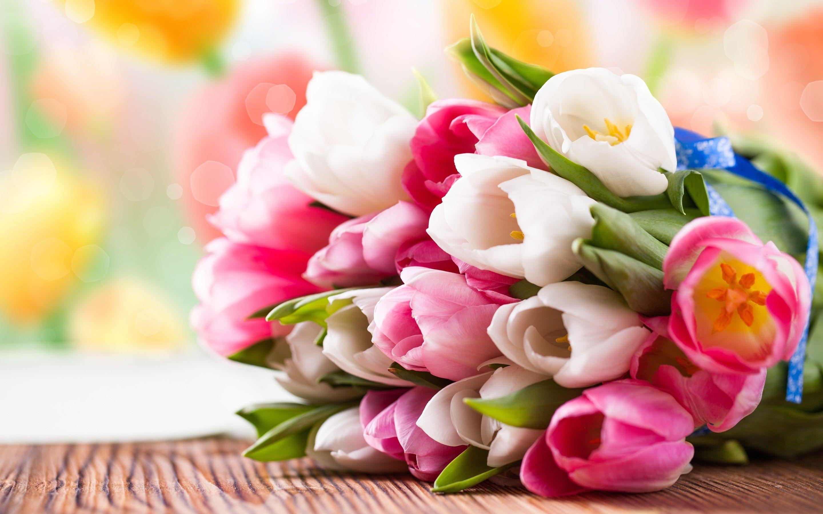 Colorful Tulips Wallpapers - Top Free Colorful Tulips Backgrounds ...
