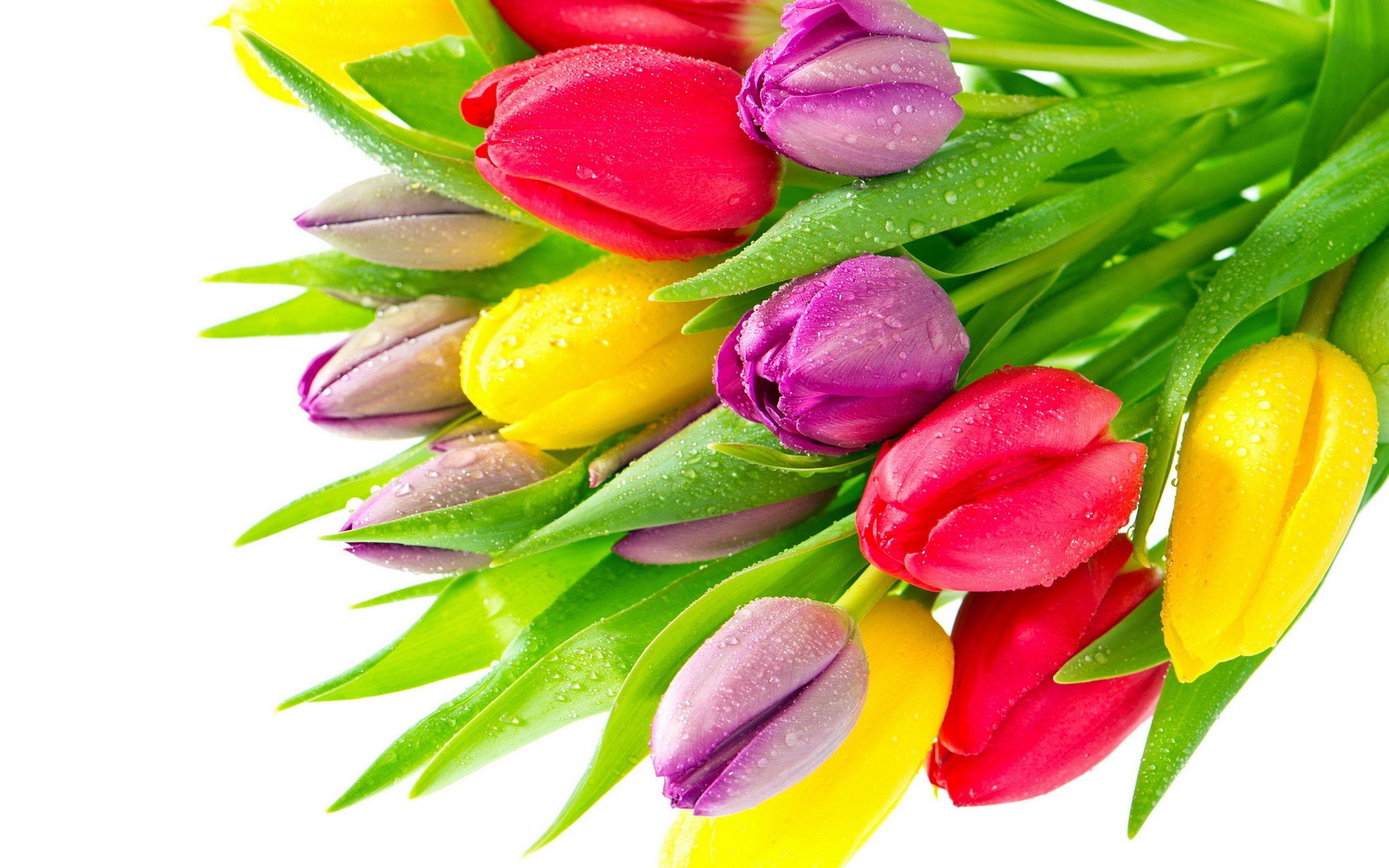 Colorful Tulips Wallpapers - Top Free Colorful Tulips Backgrounds ...