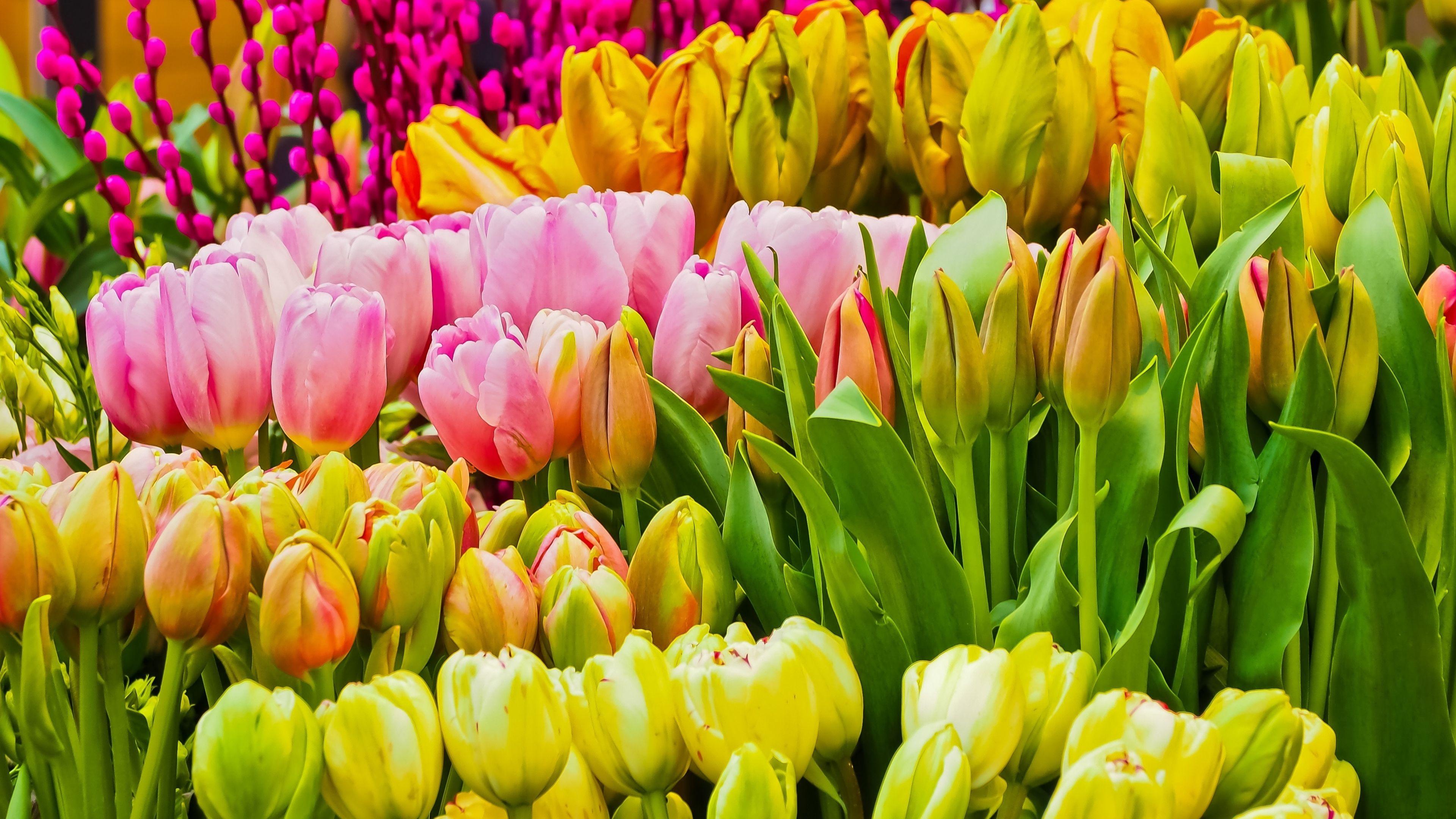 Colorful Tulips Wallpapers - Top Free Colorful Tulips Backgrounds ...