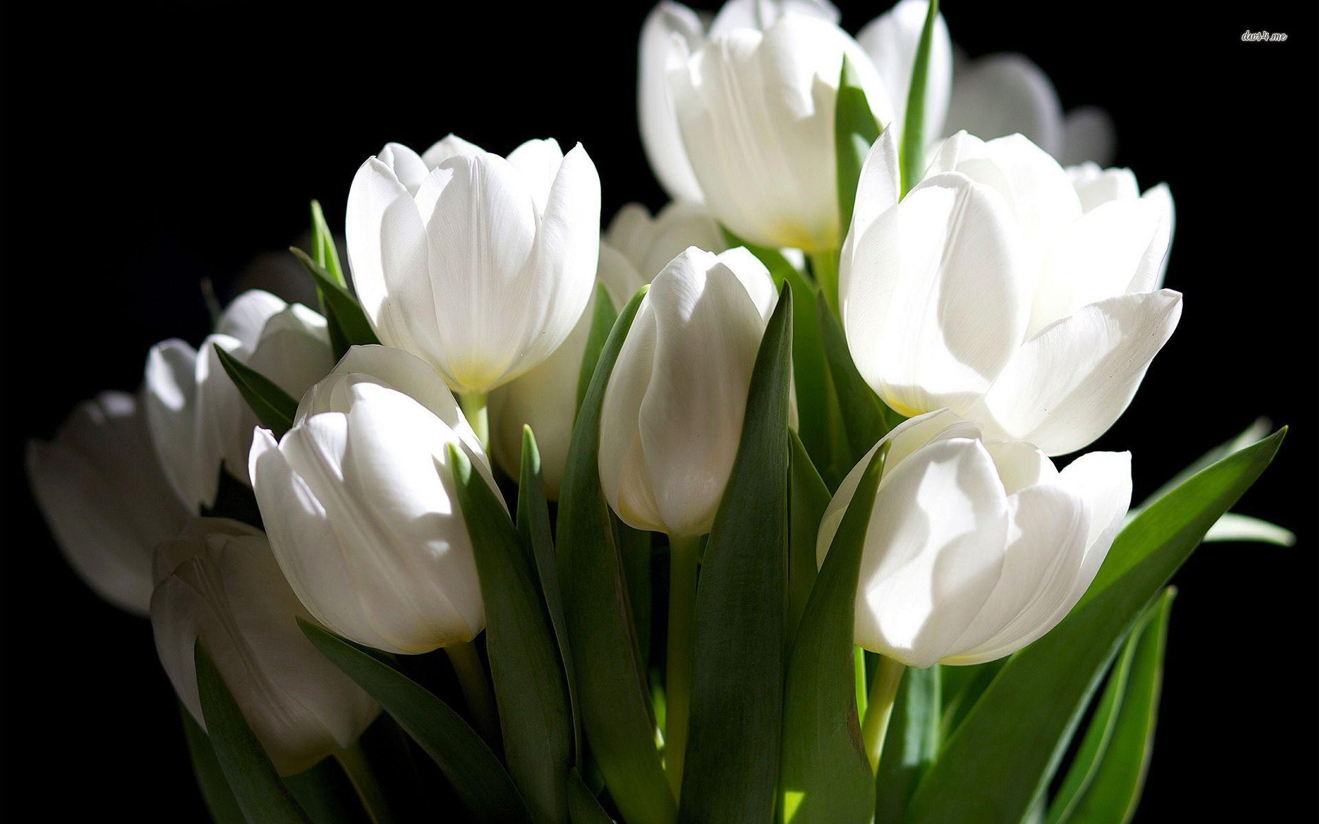 White Tulips Wallpapers - Top Free White Tulips Backgrounds ...