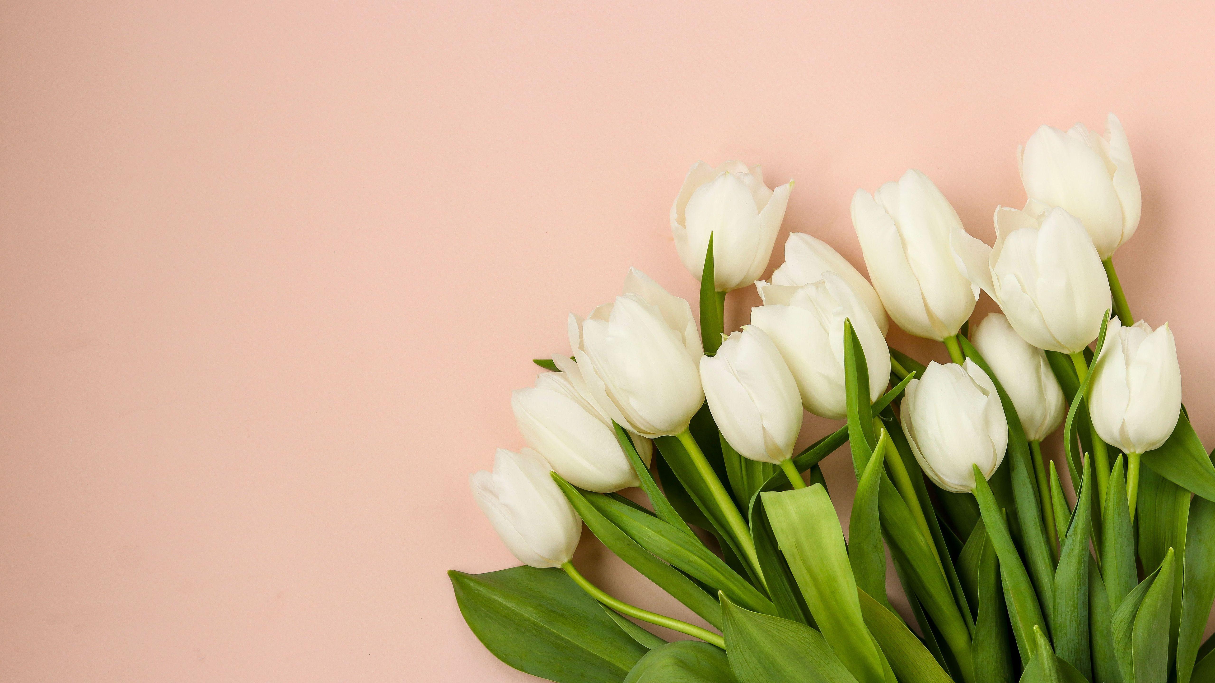 White Tulip Wallpapers - Top Free White Tulip Backgrounds - WallpaperAccess