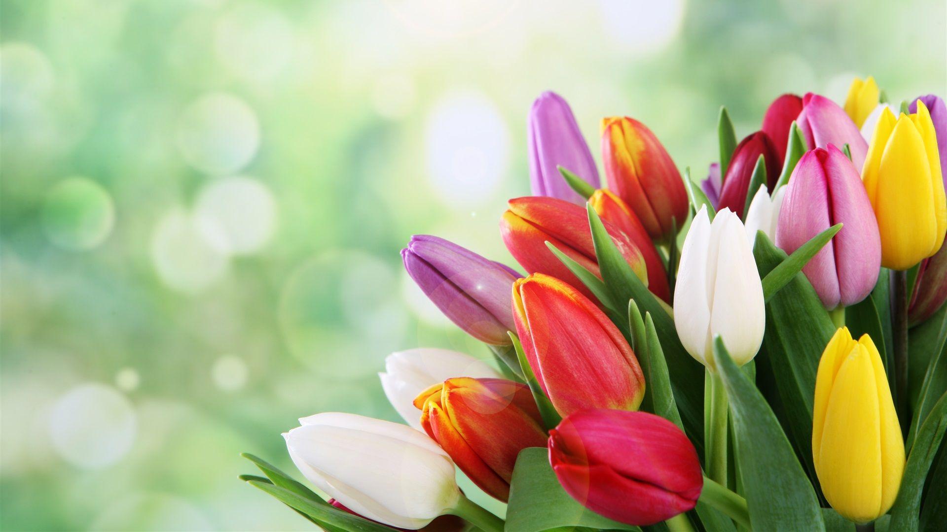 Colorful Tulips Wallpapers - Top Free Colorful Tulips Backgrounds ...