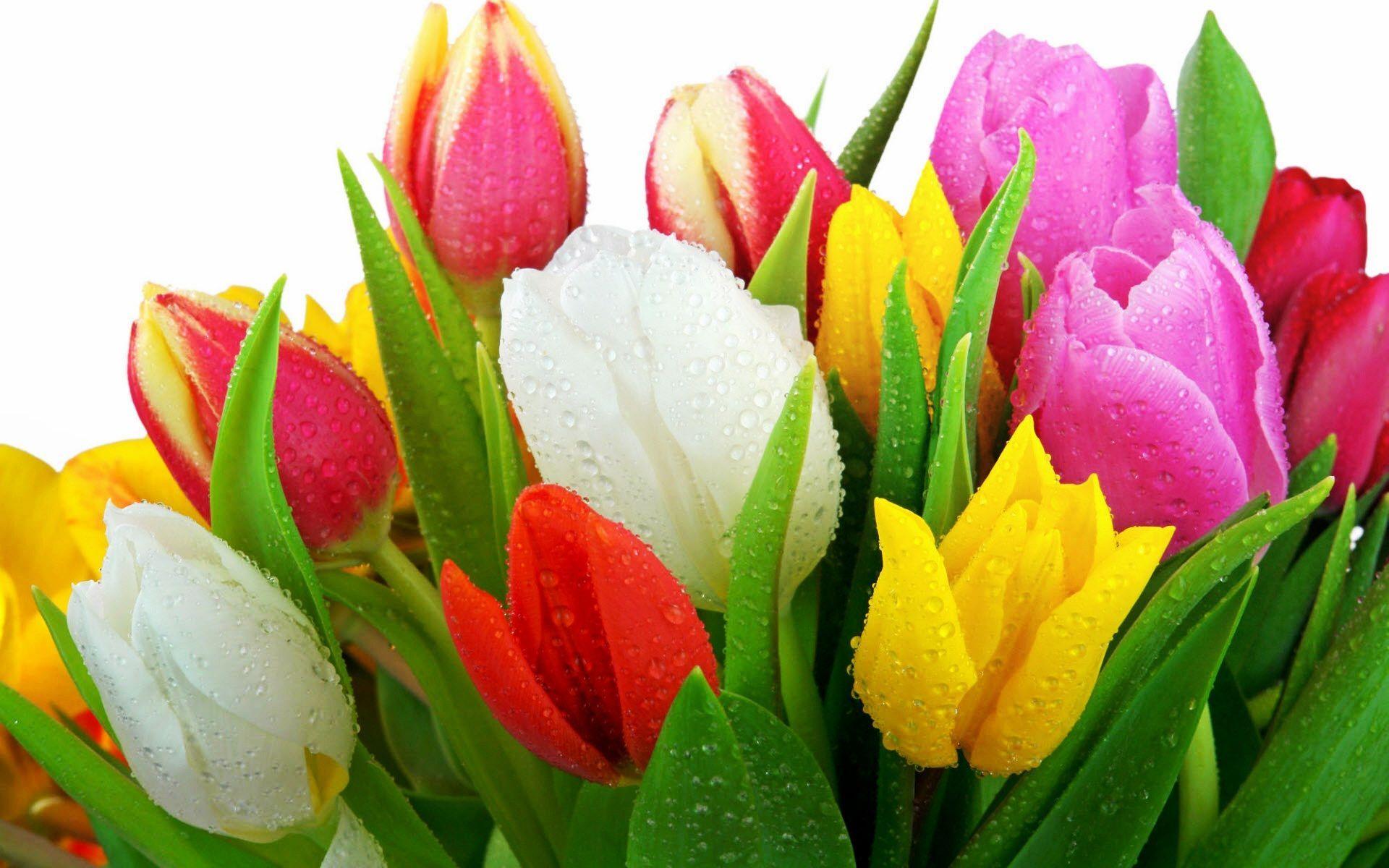 Colorful Tulips Wallpapers - Top Free Colorful Tulips Backgrounds ...
