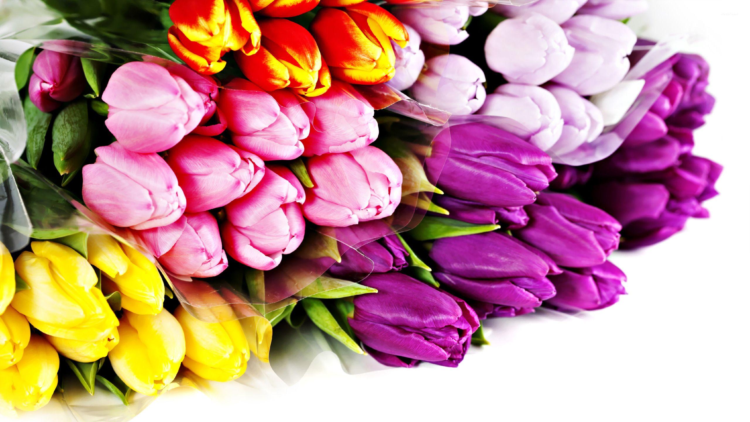 Colorful Tulips Wallpapers - Top Free Colorful Tulips Backgrounds ...