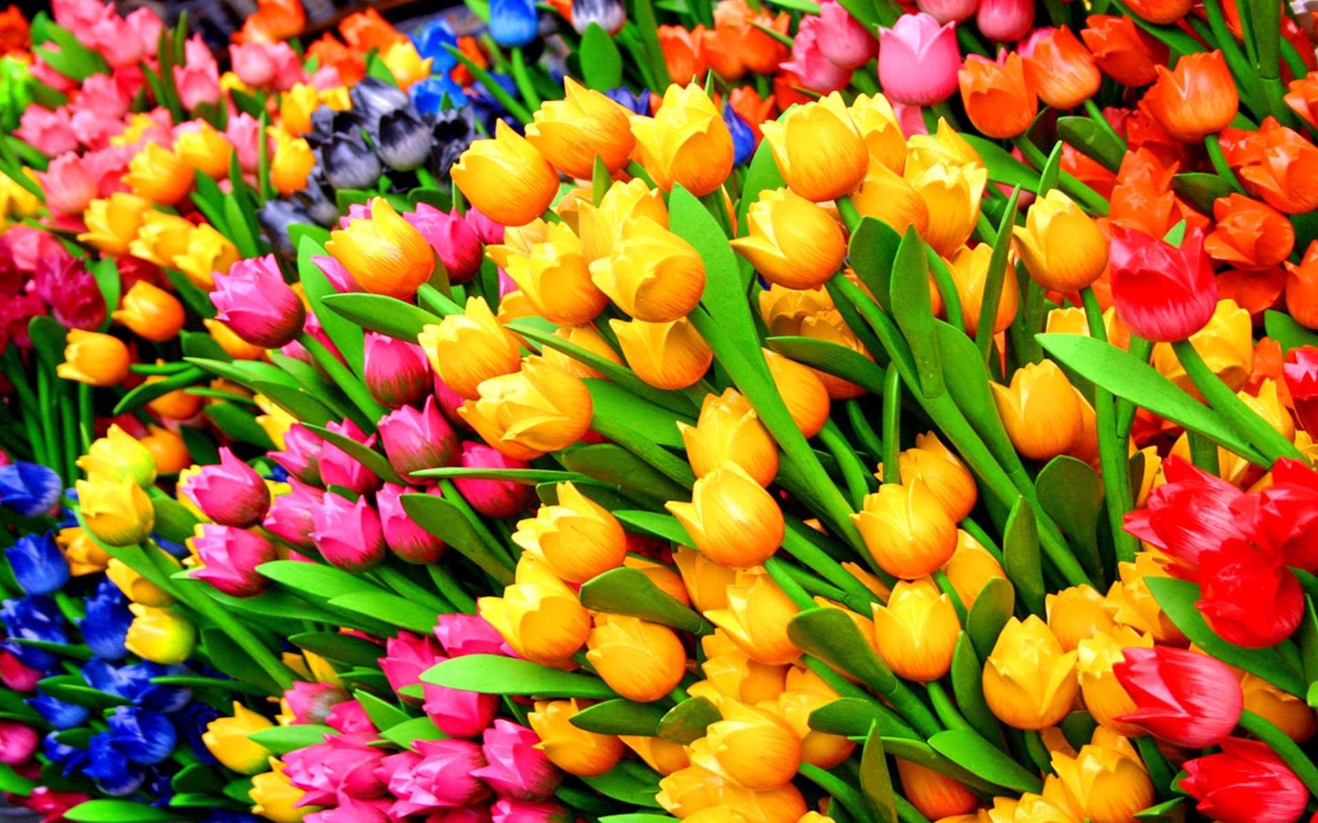 Colorful Tulips Wallpapers - Top Free Colorful Tulips Backgrounds ...