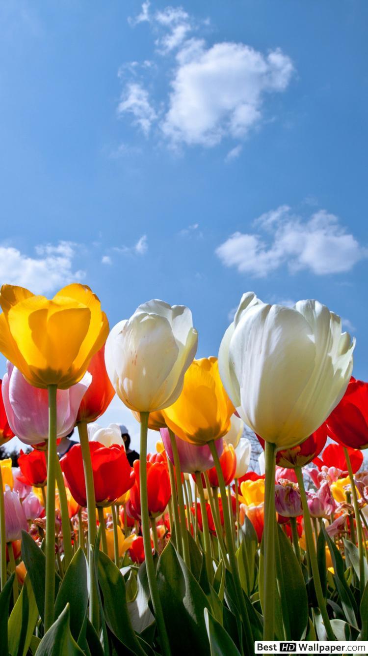 Colorful Tulips Wallpapers - Top Free Colorful Tulips Backgrounds ...