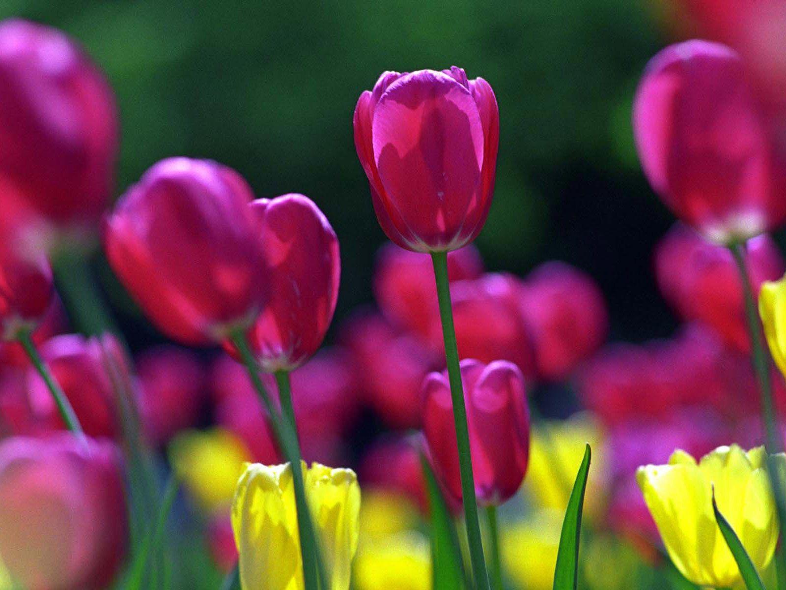 Colorful Tulips Wallpapers - Top Free Colorful Tulips Backgrounds ...