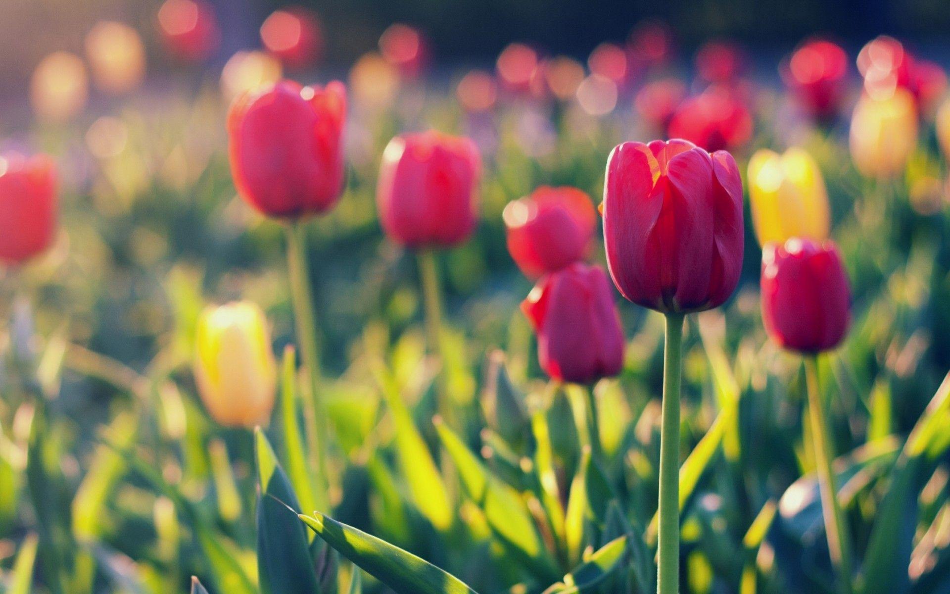 Colorful Tulips Wallpapers - Top Free Colorful Tulips Backgrounds ...