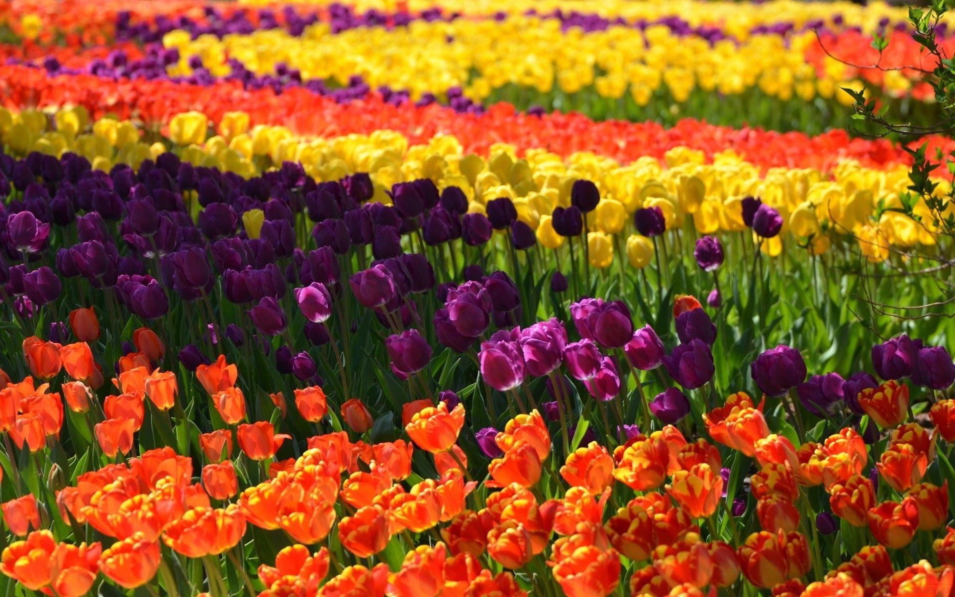 Colorful Tulips Wallpapers - Top Free Colorful Tulips Backgrounds ...
