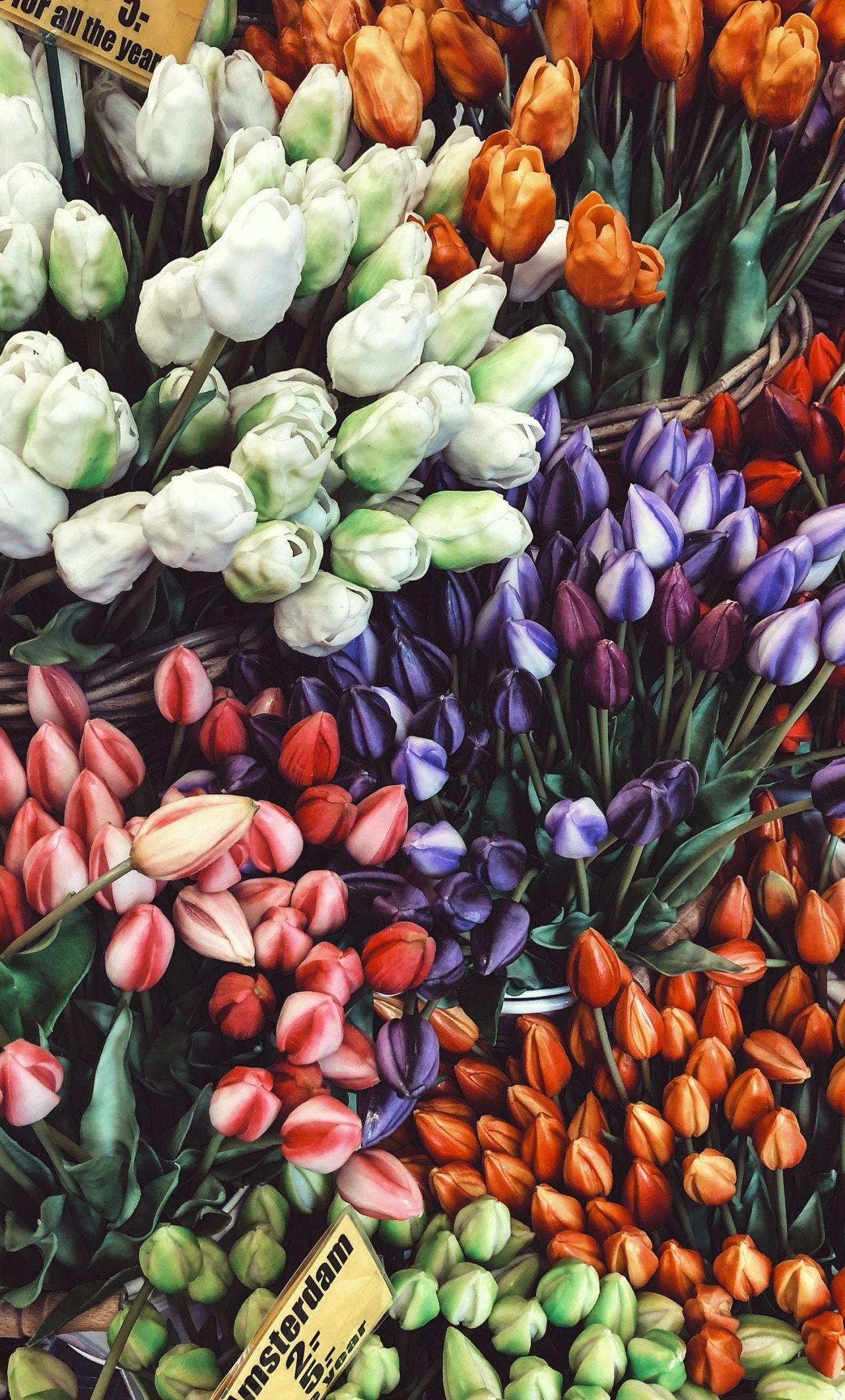 Colorful Tulips Wallpapers - Top Free Colorful Tulips Backgrounds ...