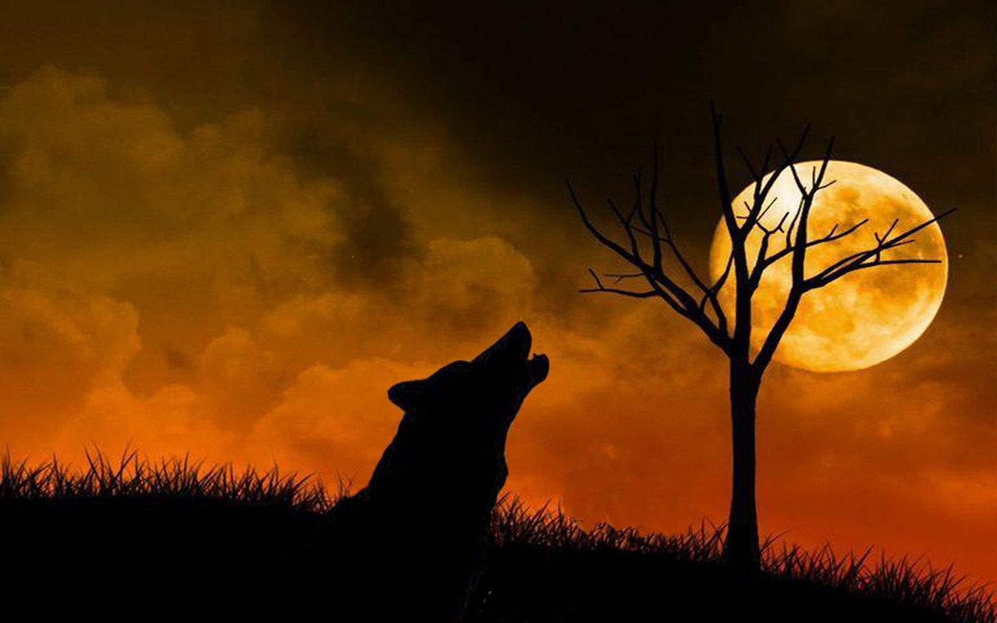 Halloween Wolf Wallpapers - Top Free Halloween Wolf Backgrounds ...