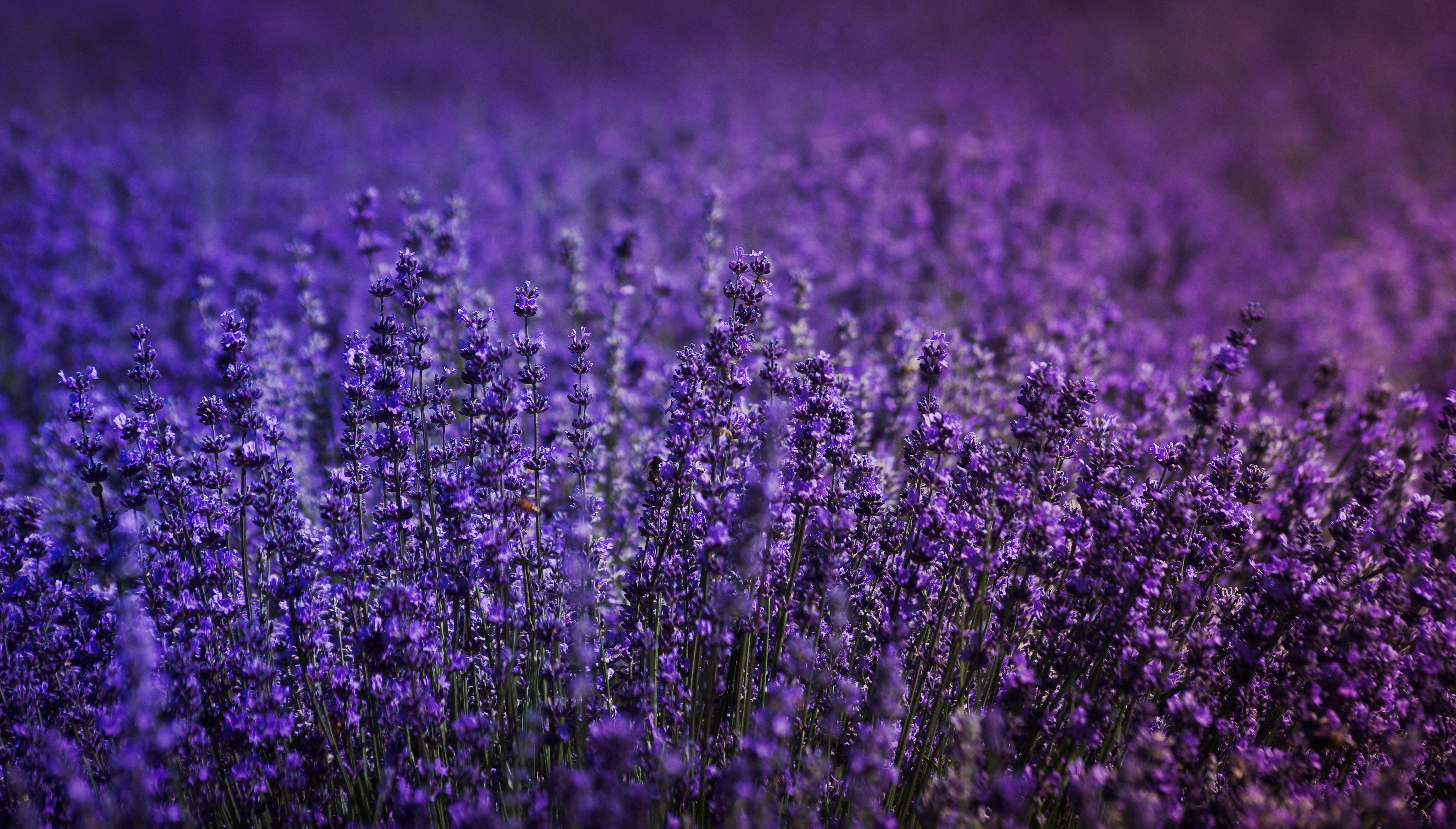 4K Lavender Wallpapers - Top Free 4K Lavender Backgrounds - WallpaperAccess