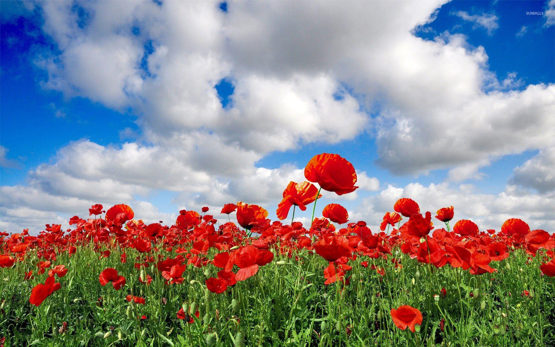 Poppy Field Wallpapers - Top Free Poppy Field Backgrounds - WallpaperAccess