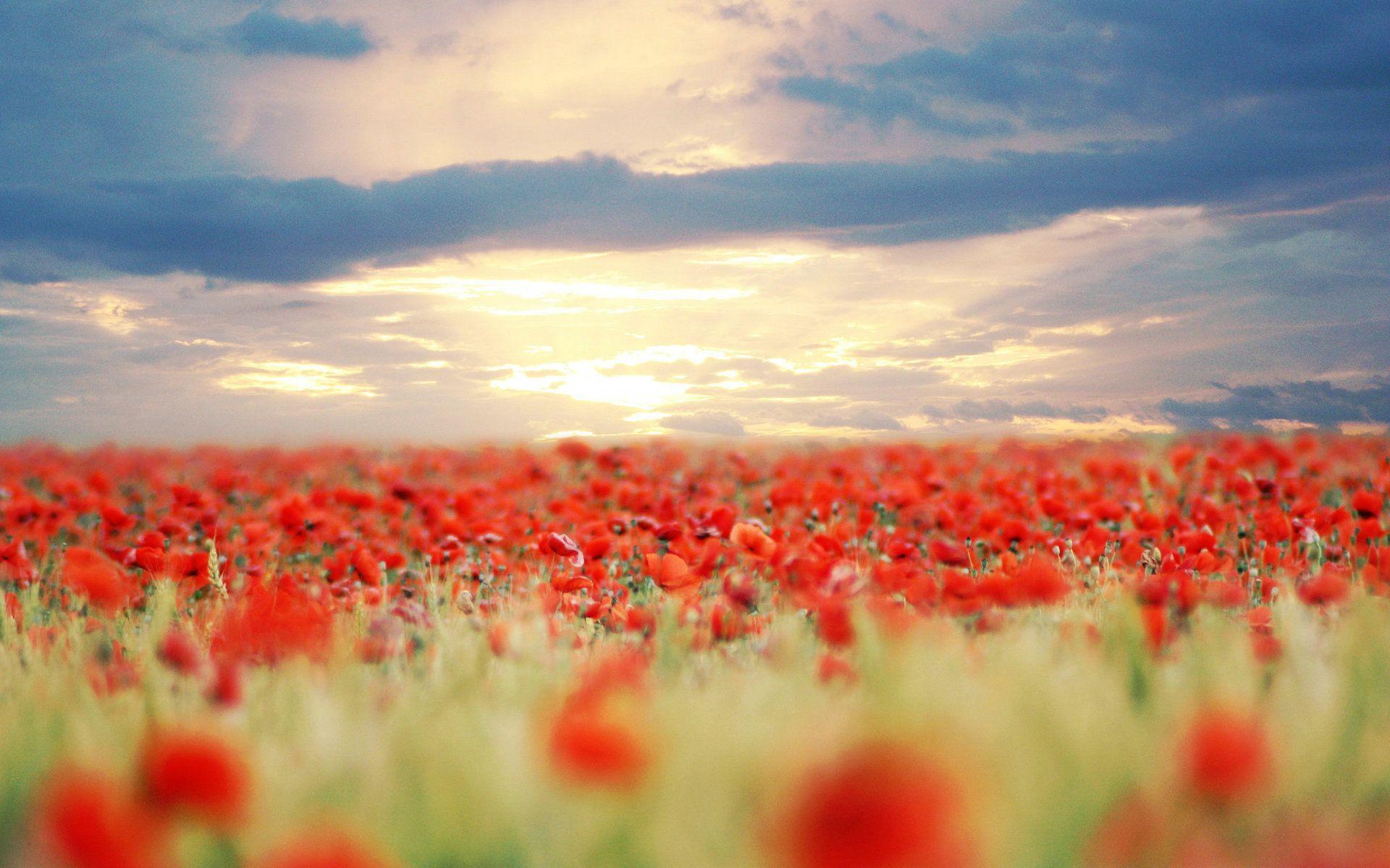 Poppy Field Wallpapers - Top Free Poppy Field Backgrounds - WallpaperAccess