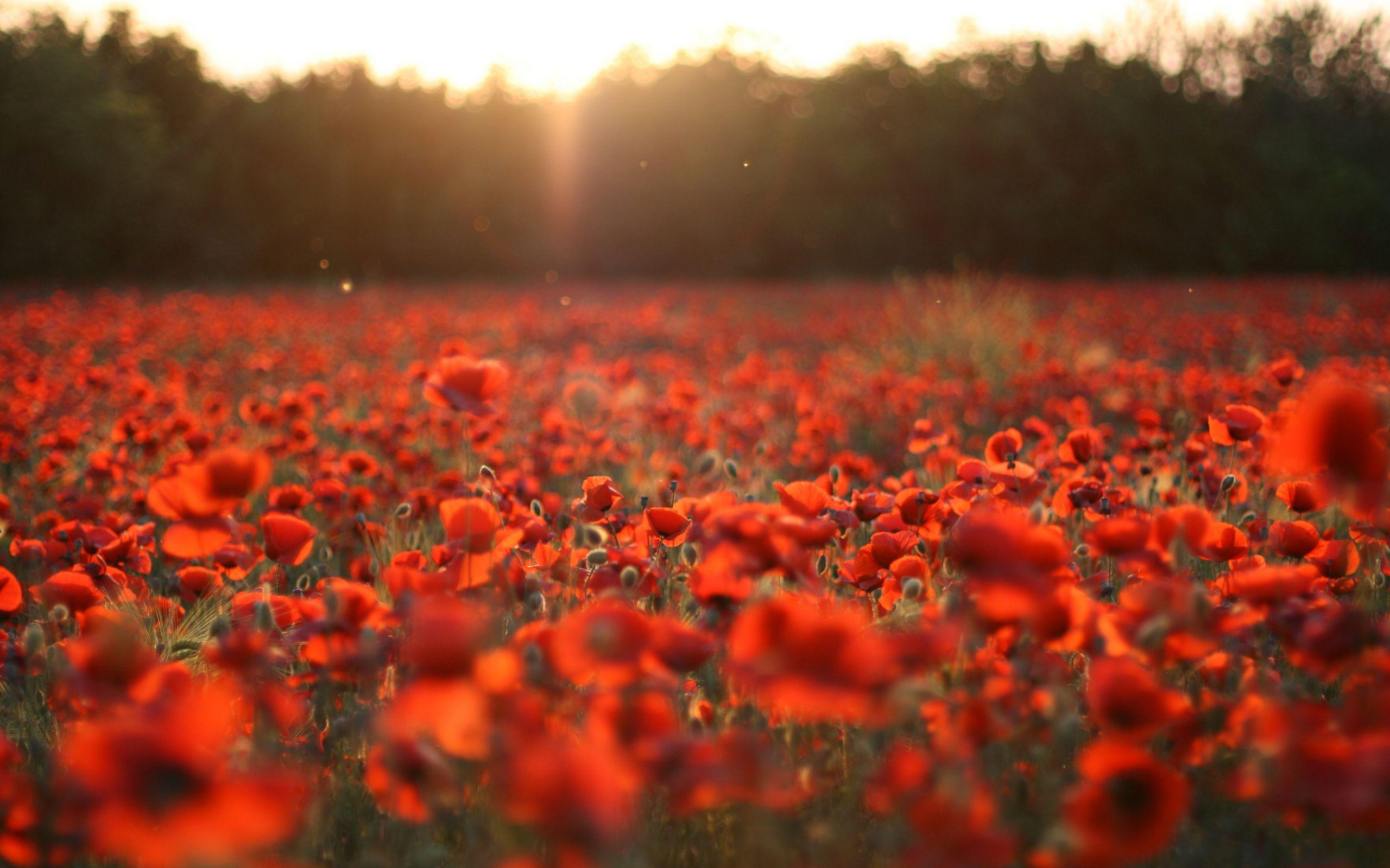 Poppy Field Wallpapers - Top Free Poppy Field Backgrounds - WallpaperAccess