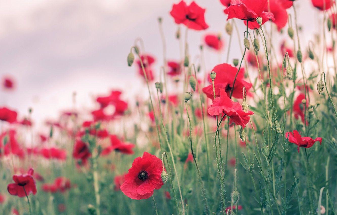 Poppy Field Wallpapers - Top Free Poppy Field Backgrounds - WallpaperAccess