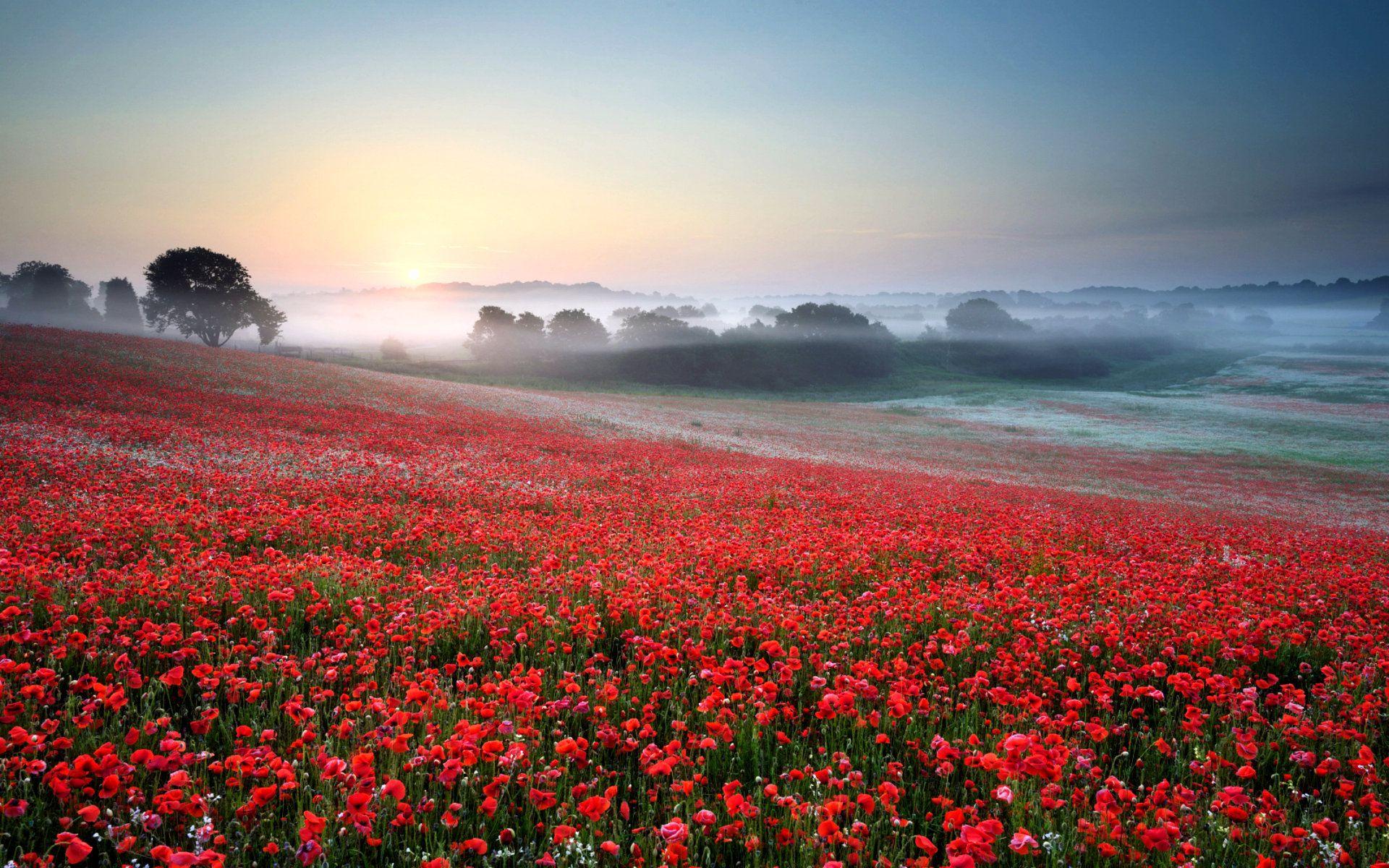 Poppy Field Wallpapers - Top Free Poppy Field Backgrounds - WallpaperAccess