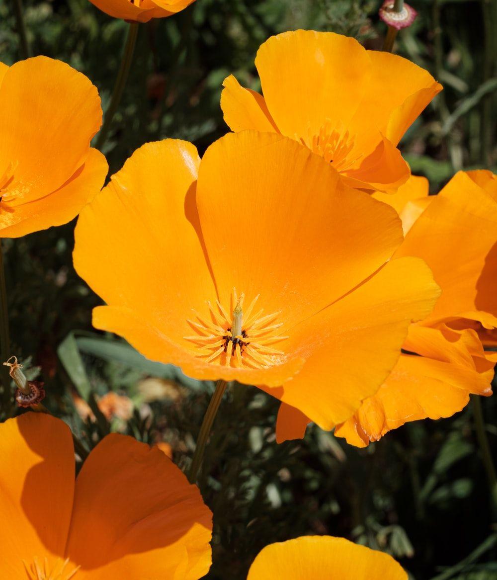 California Poppy Wallpapers - Top Free California Poppy Backgrounds ...