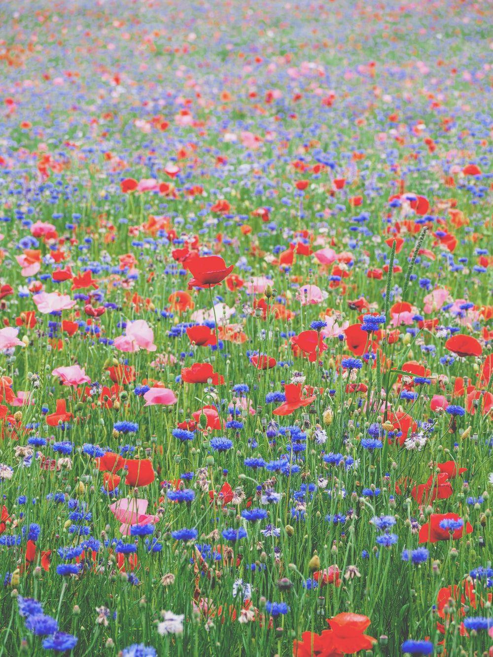 Poppy Field Wallpapers - Top Free Poppy Field Backgrounds - WallpaperAccess